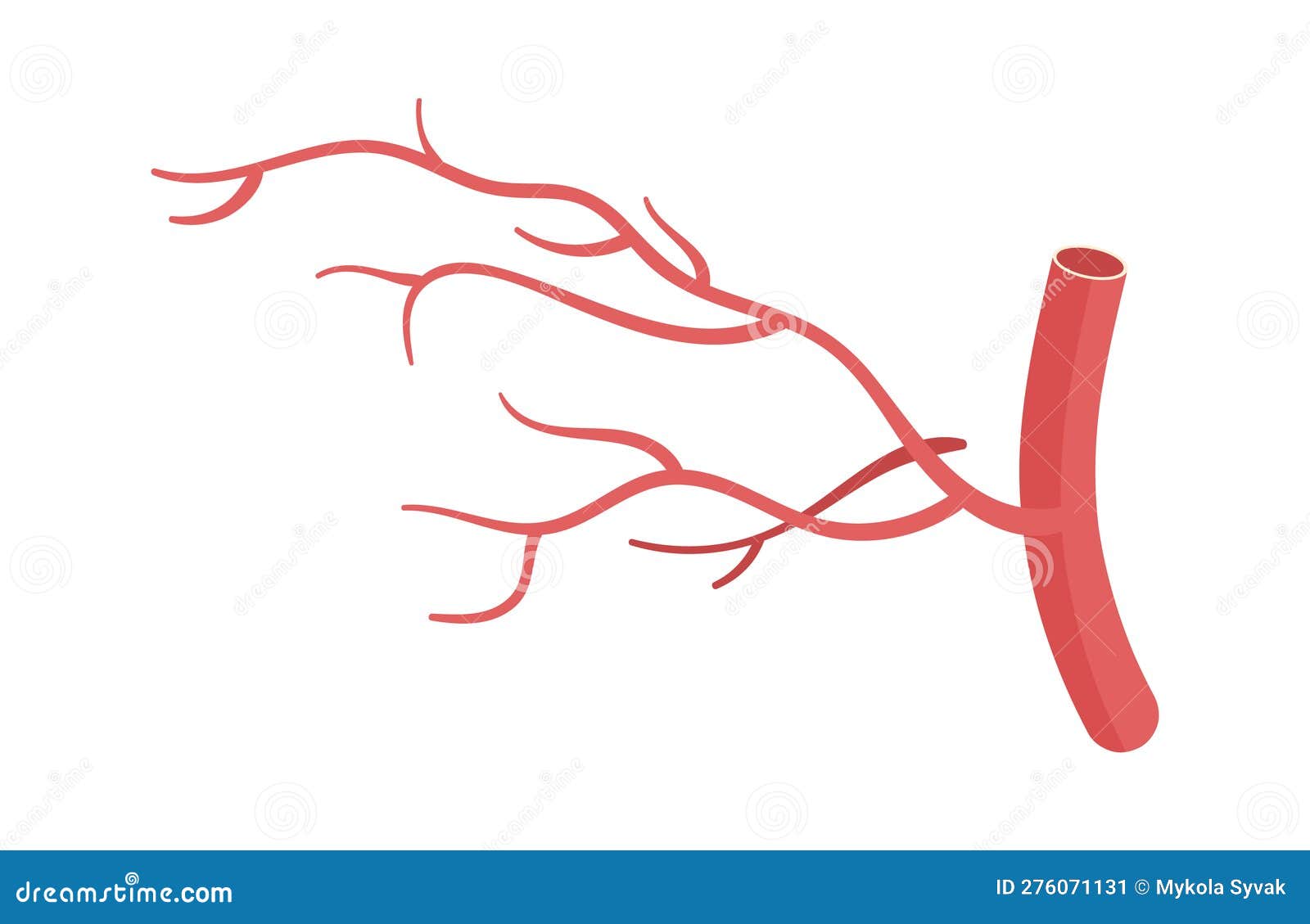 Blood Vessel Illustration stock vector. Illustration of care - 276071131