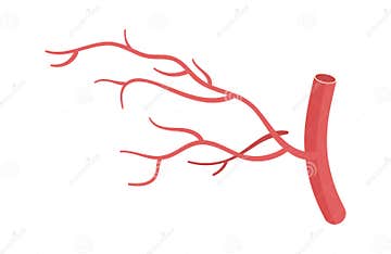 Blood Vessel Illustration stock vector. Illustration of care - 276071131