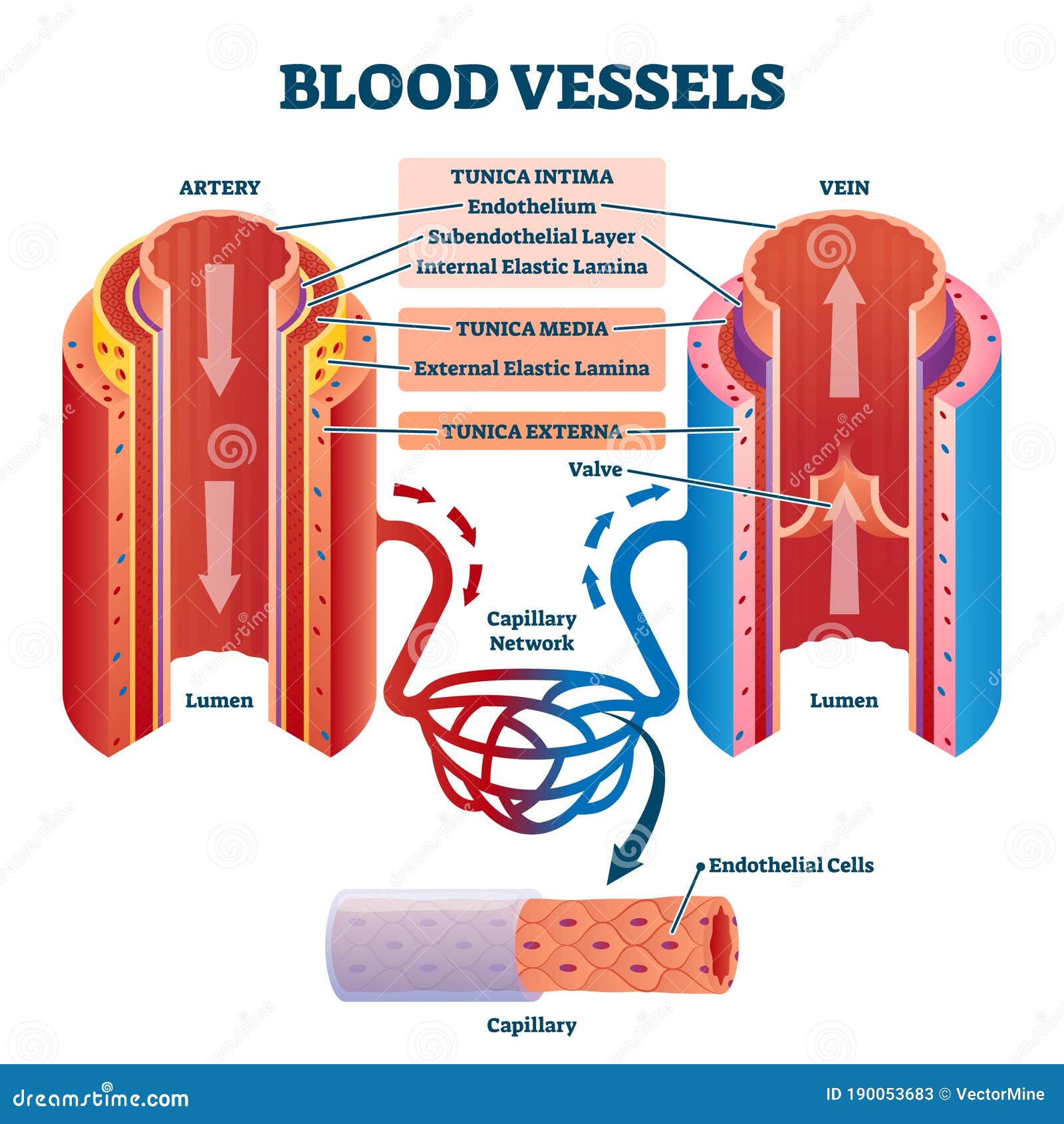 Anatomy Blood Stock Illustrations – 42,000 Anatomy Blood Stock ...