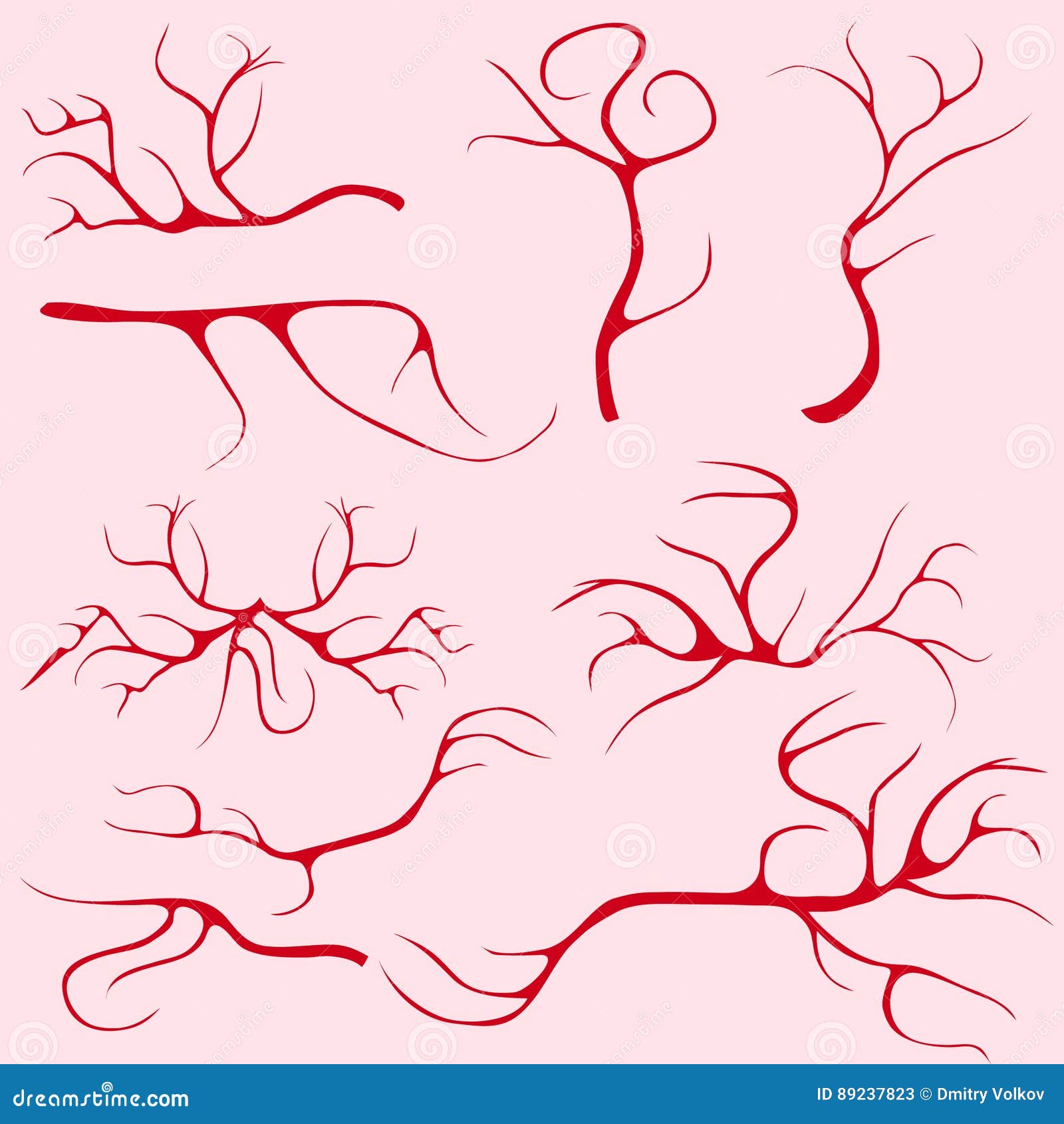 Blood Vessels And Capillaries Cartoon Vector | CartoonDealer.com #89237823
