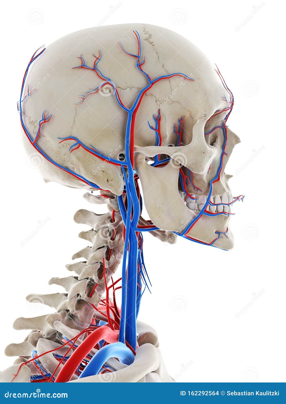 The Blood Vessels of the Head Stock Illustration - Illustration of ...