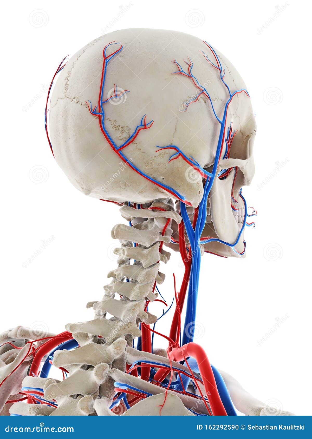 The Blood Vessels of the Head Stock Illustration - Illustration of ...