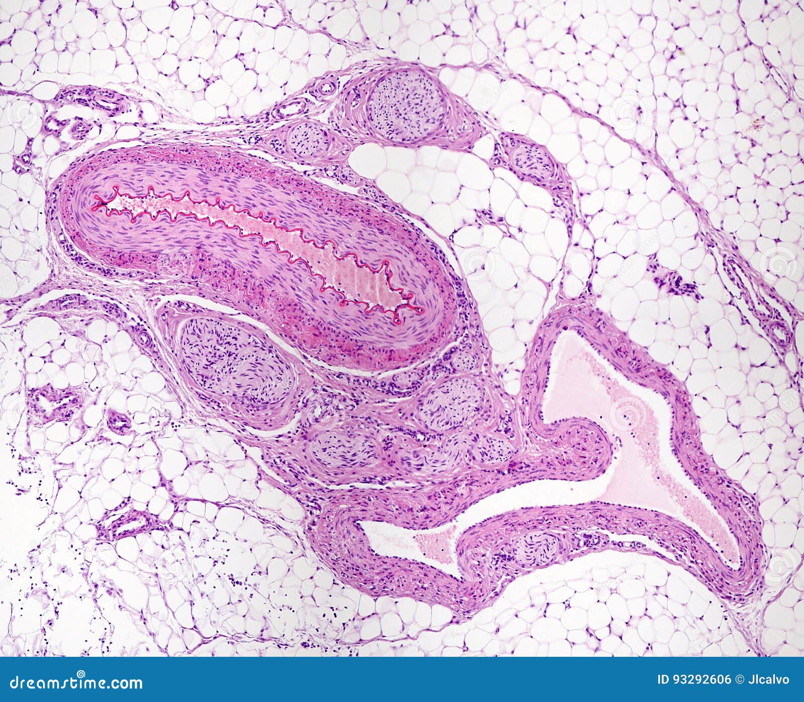 Blood vessels and nerves stock photo. Image of adipose - 93292606 Blood vessels and nerves stock photo. Image of adipose - 93292606