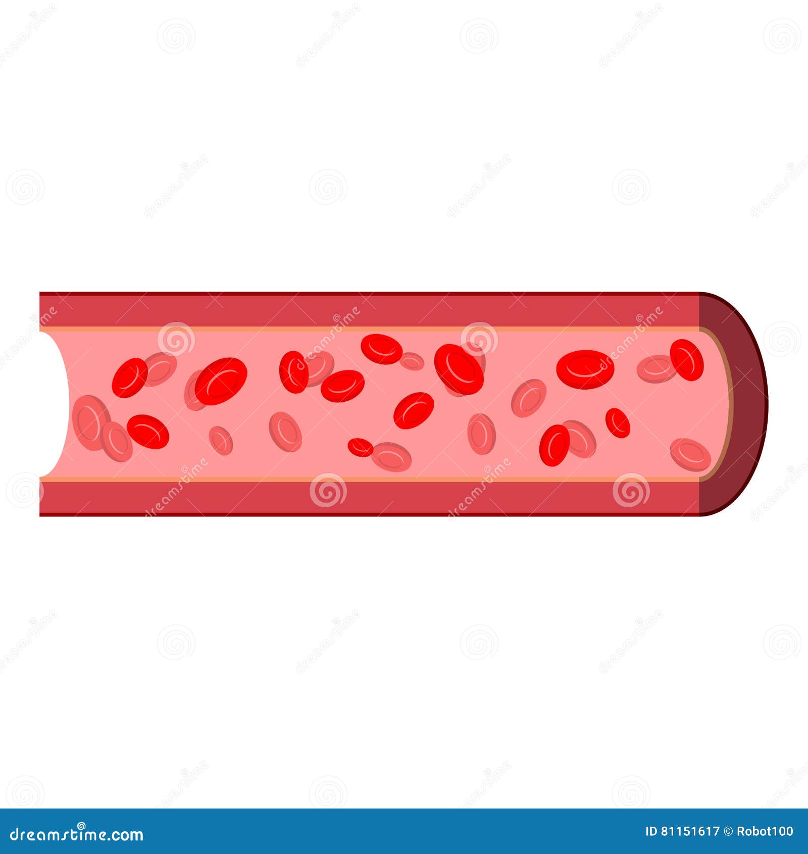 Structure Of A Vein Vector Illustration | CartoonDealer.com #61658414