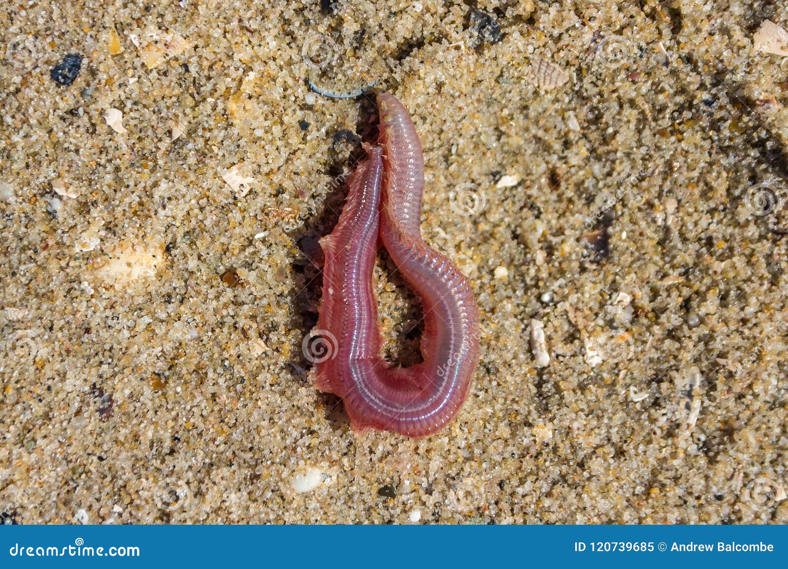 Blood Worm on Sand Background Stock Image - Image of closeup ...