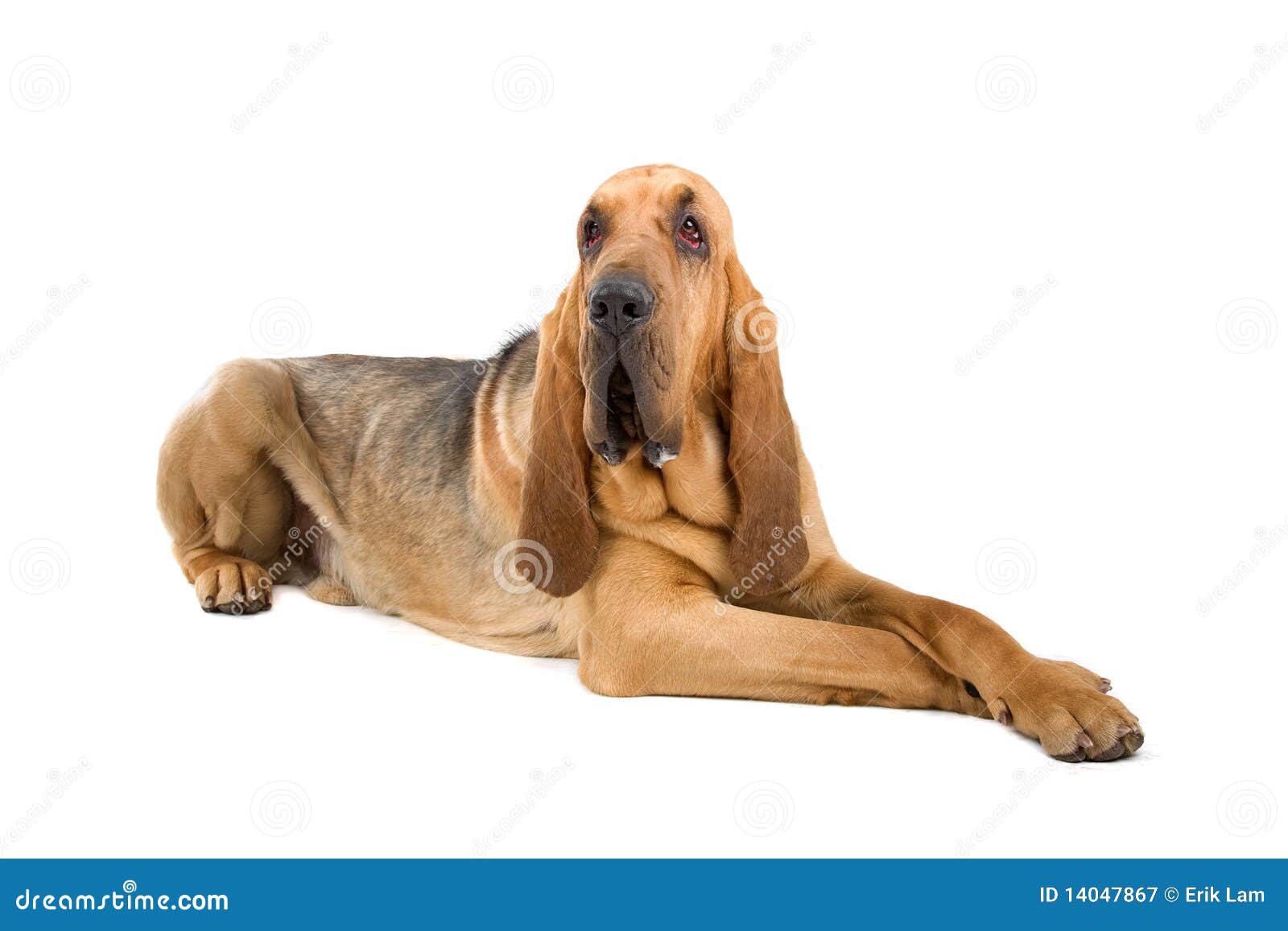 Bloodhound stock image. Image of bloodhound, hound, pose - 14047867