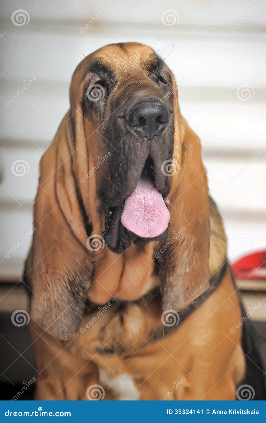 Bloodhound stock image. Image of happy, bloodhound, family - 35324141
