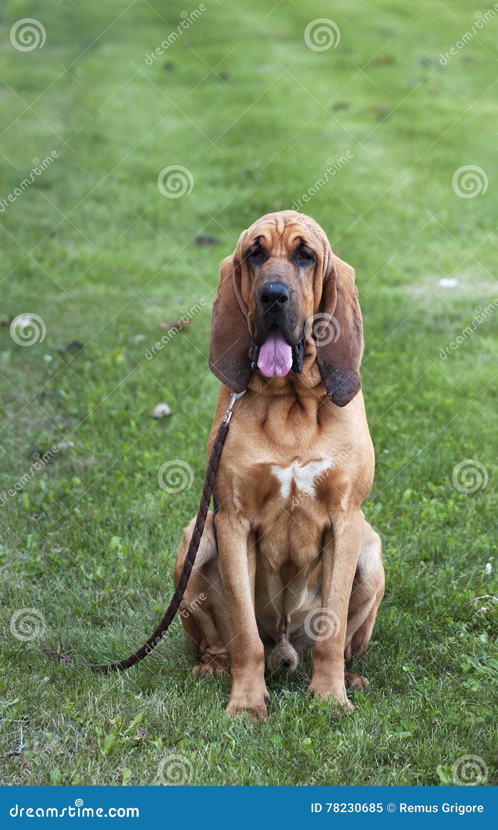 Bloodhound dog stock image. Image of bloodhound, grass - 78230685