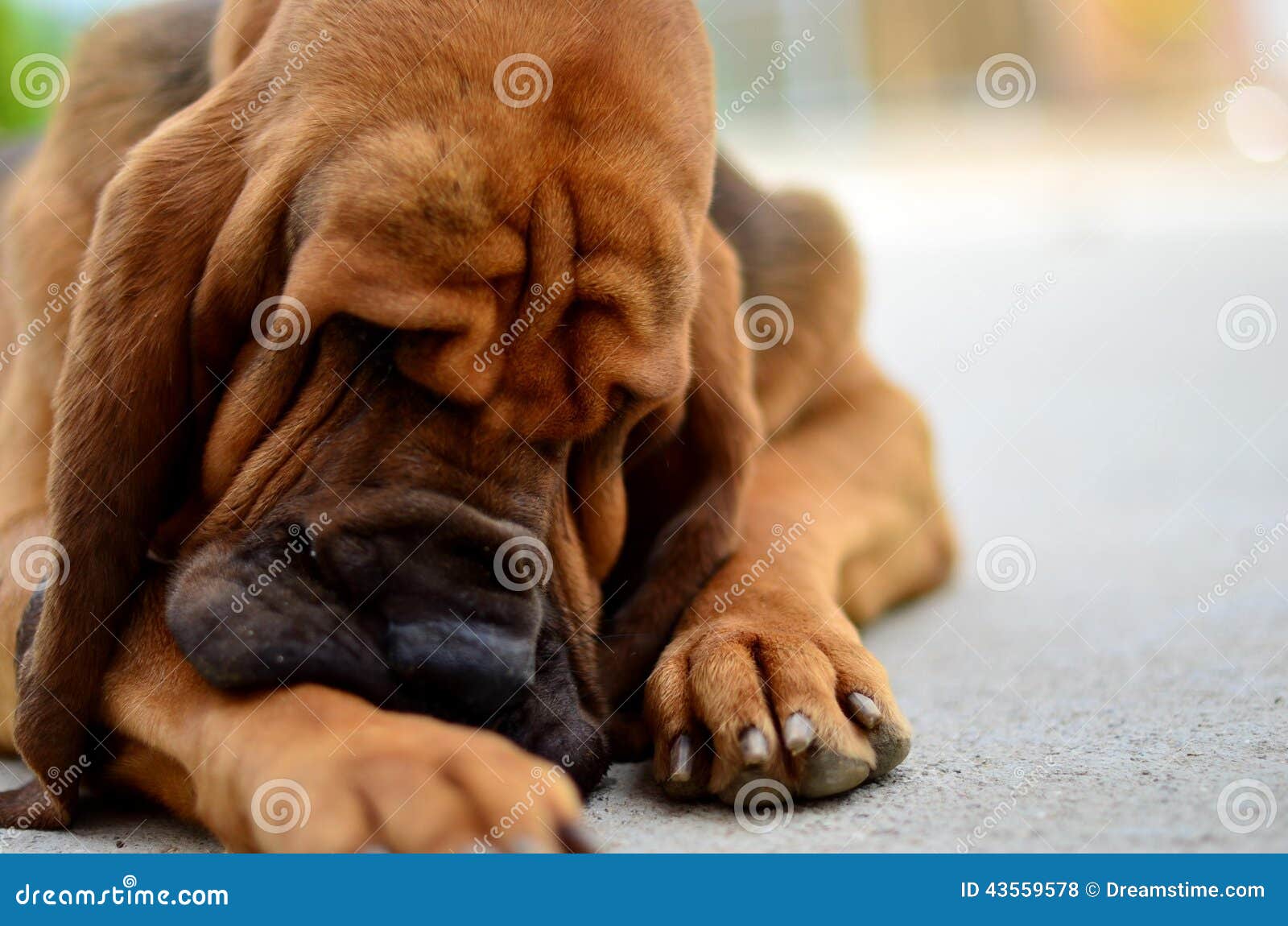 Bloodhound lick paw stock photo. Image of tongue, happy - 43559578