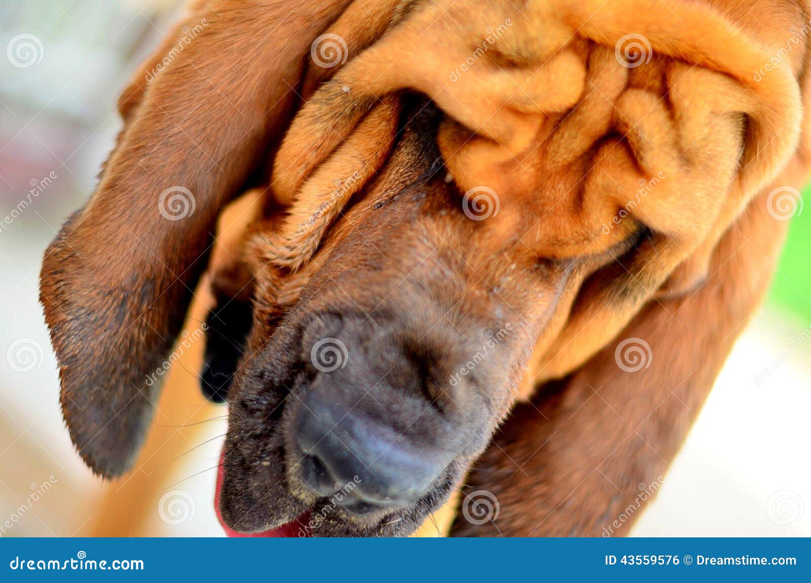 Bloodhound looking down stock photo. Image of nose, lick - 43559576