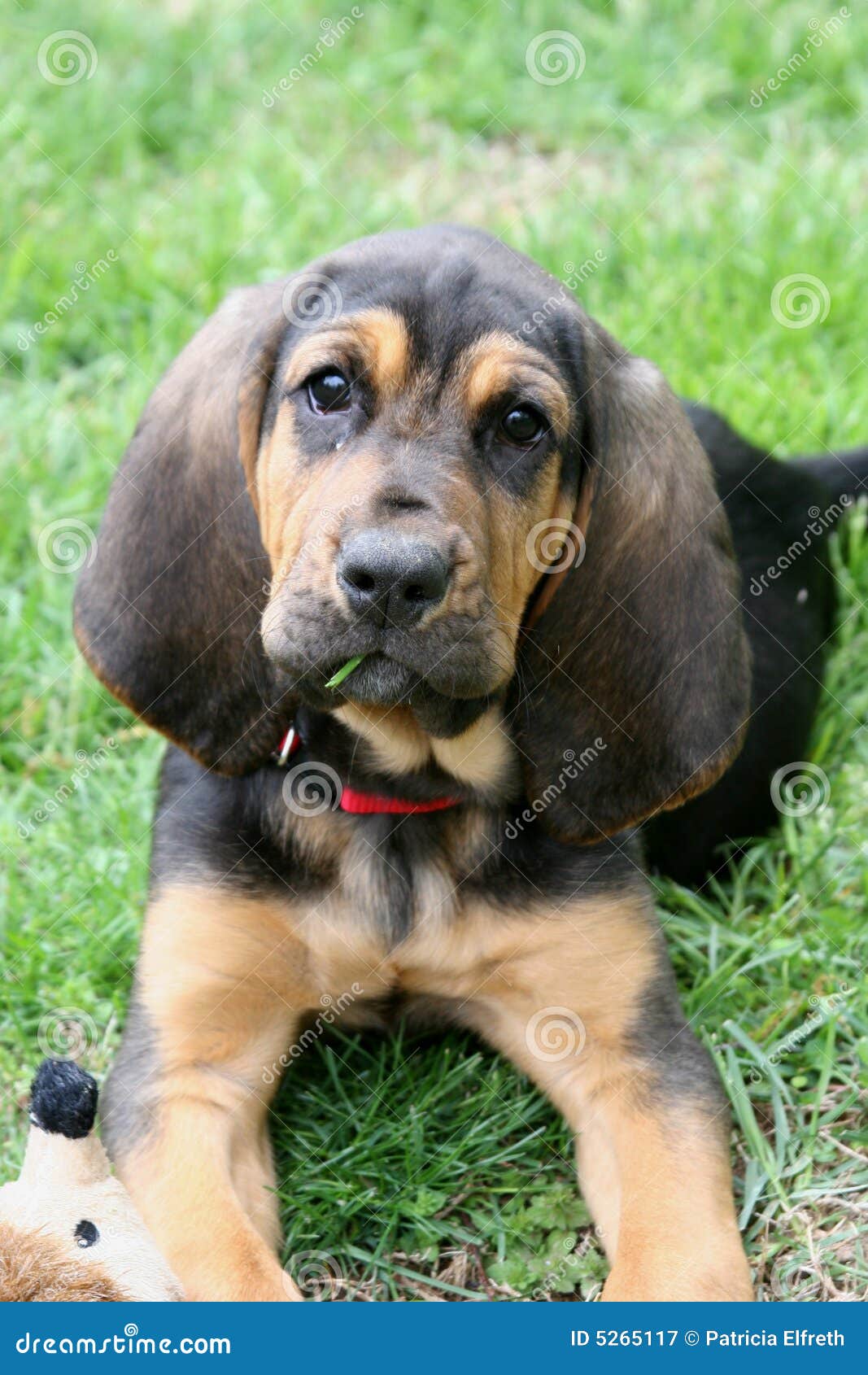 Bloodhound puppy 1 stock image. Image of young, hound - 5265117