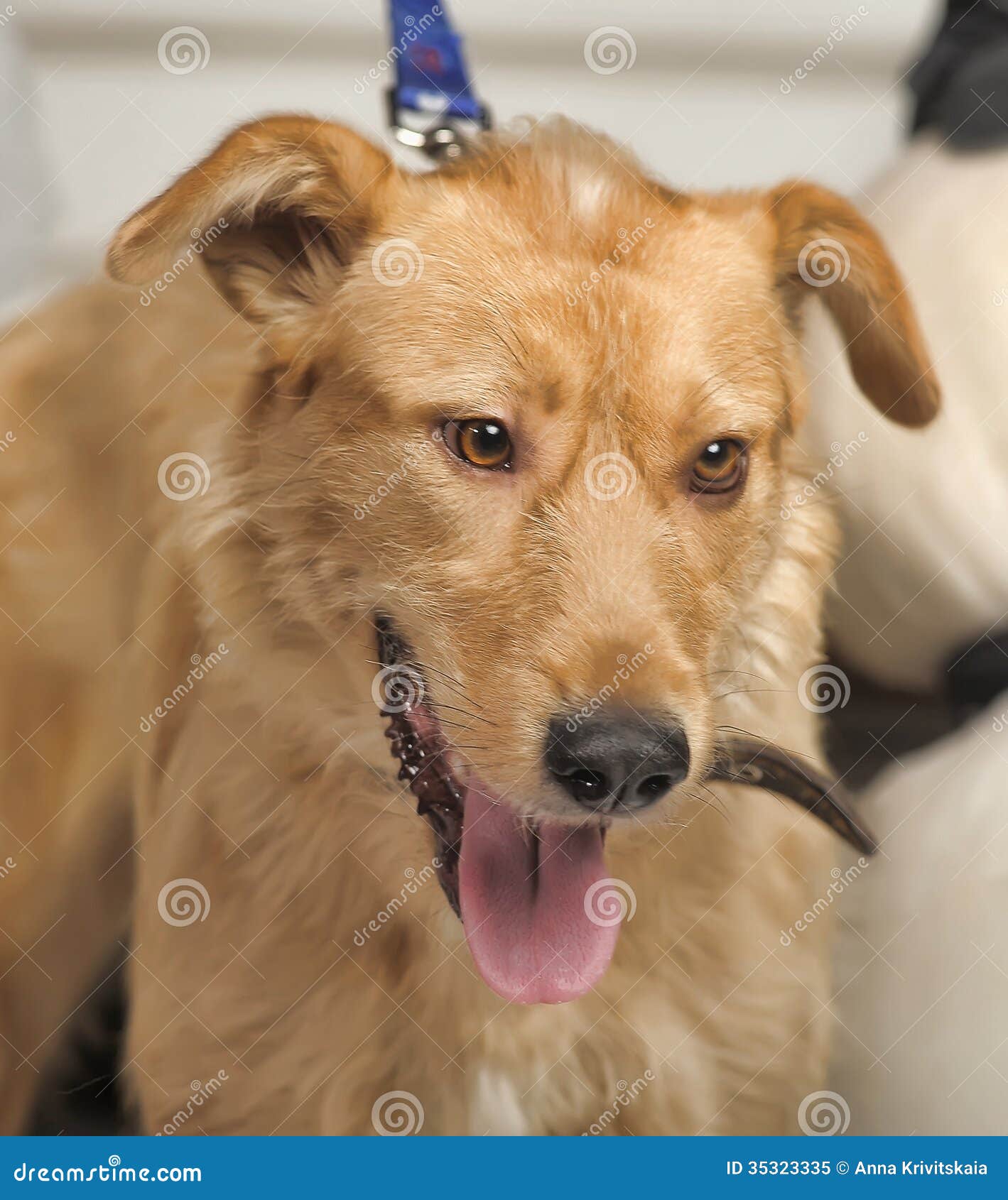 Bloodhound Puppy stock image. Image of bite, domestic - 35323335