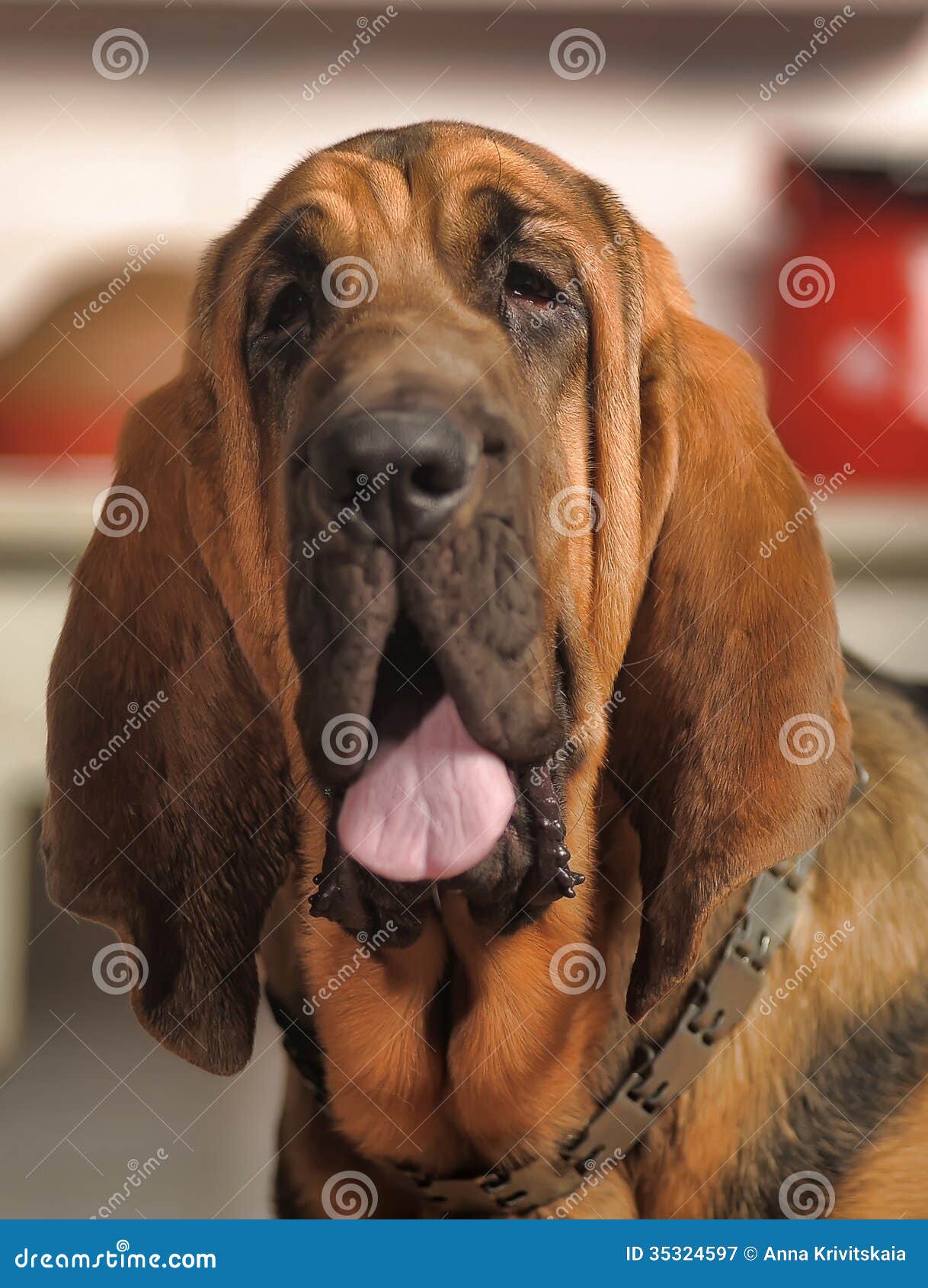 Bloodhound Puppy stock image. Image of adorable, adopt - 35324597