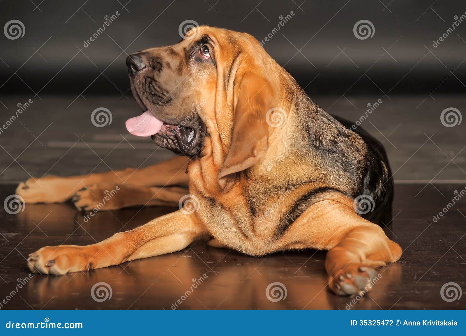 Bloodhound Puppy stock photo. Image of friendly, bloodhound - 35325472