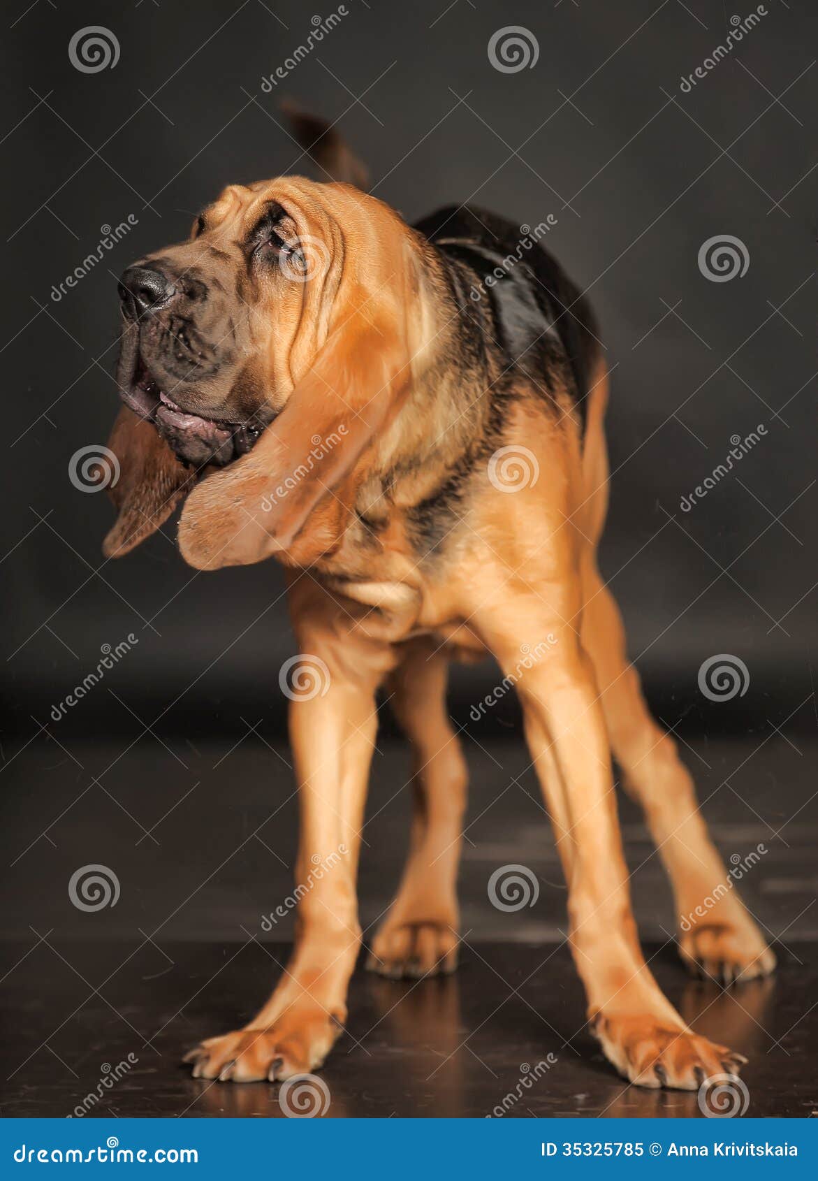 Bloodhound Puppy stock image. Image of bred, cute, hound - 35325785