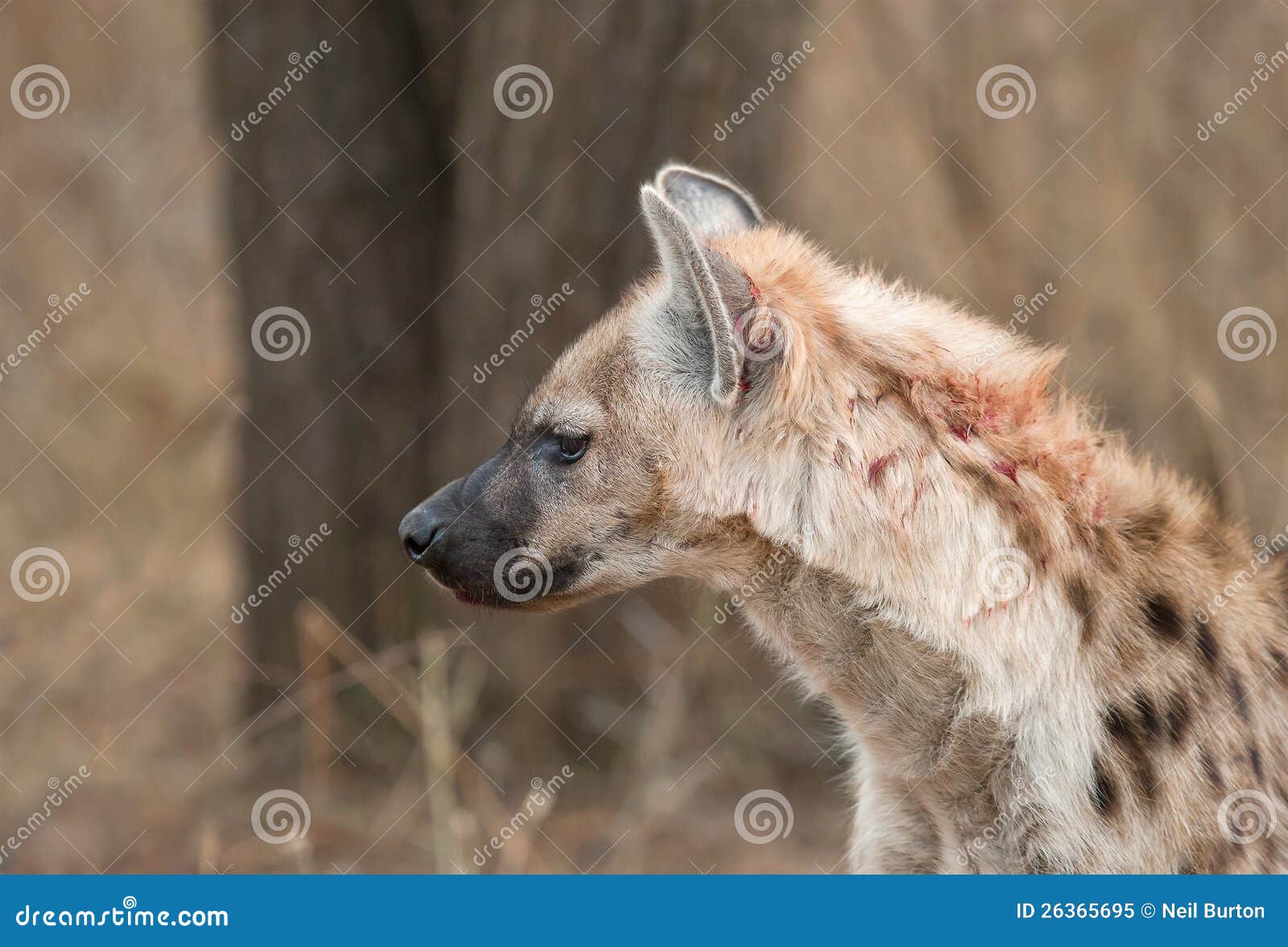 Bloodied hyena stock image. Image of portrait, skin, spotted - 26365695