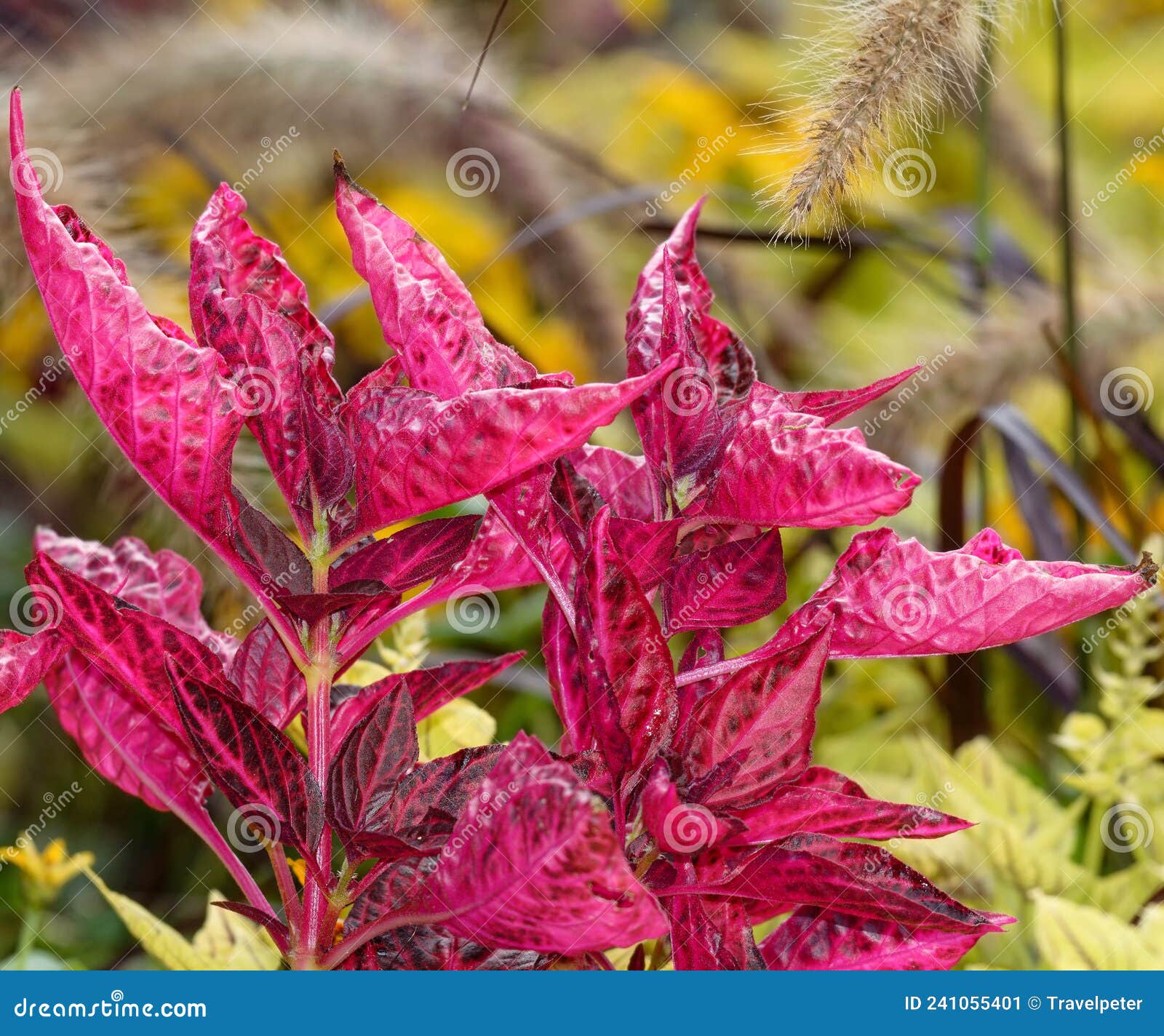 Iresine Herbstii - Bloodleaf Plant Royalty-Free Stock Image ...
