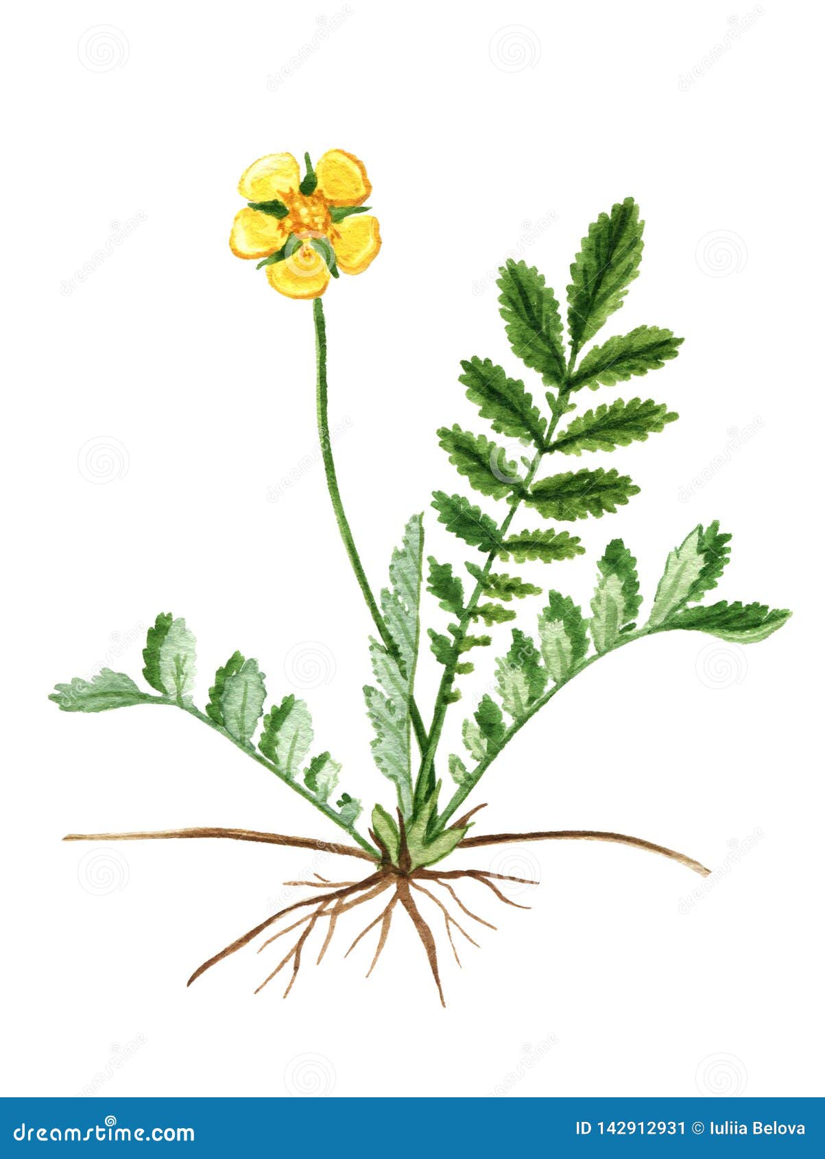 Bloodroot Cartoons, Illustrations & Vector Stock Images - 99 Pictures ...