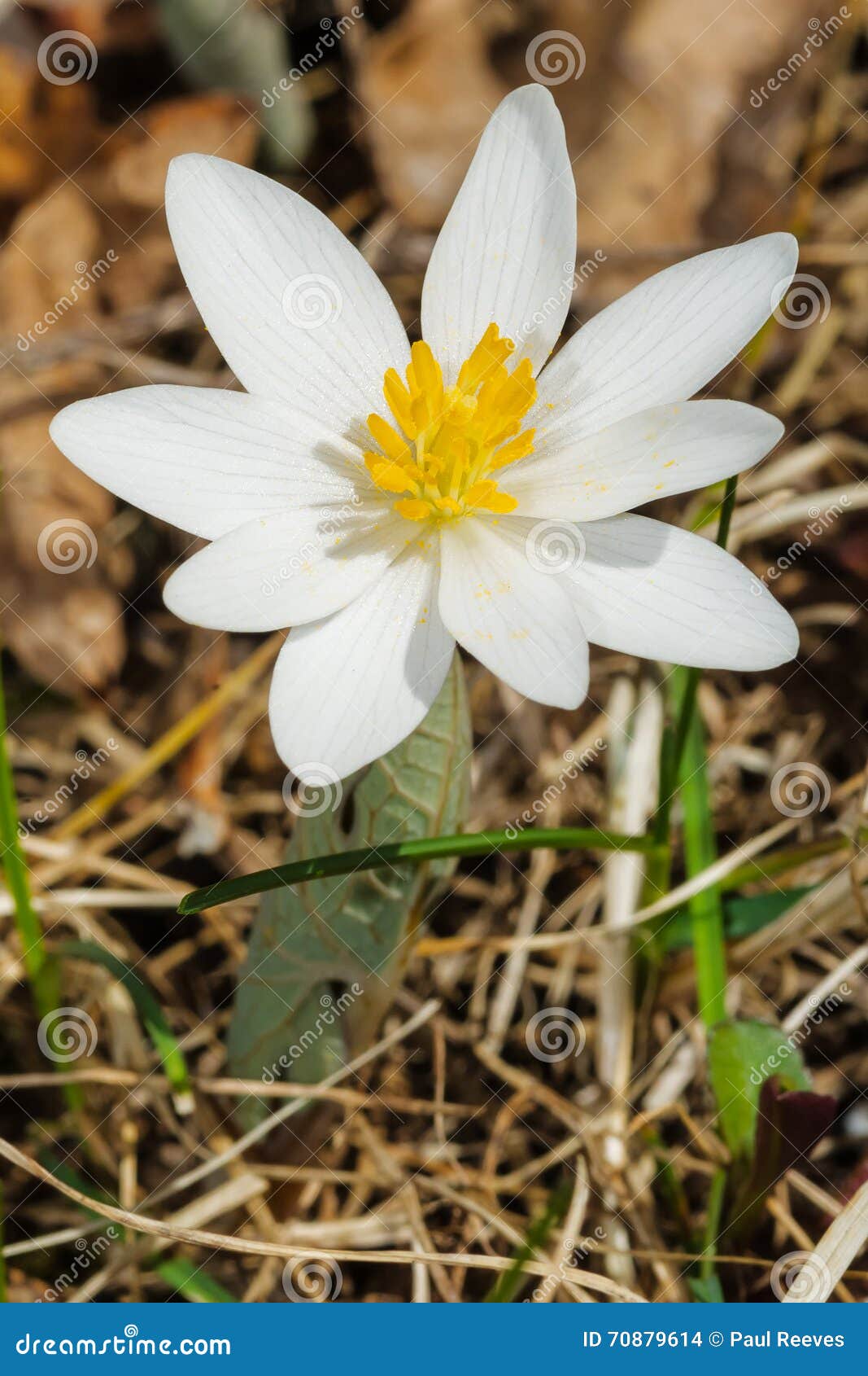 Bloodroot - Sanguinaria Canadensis Stock Photo - Image of provincial ...