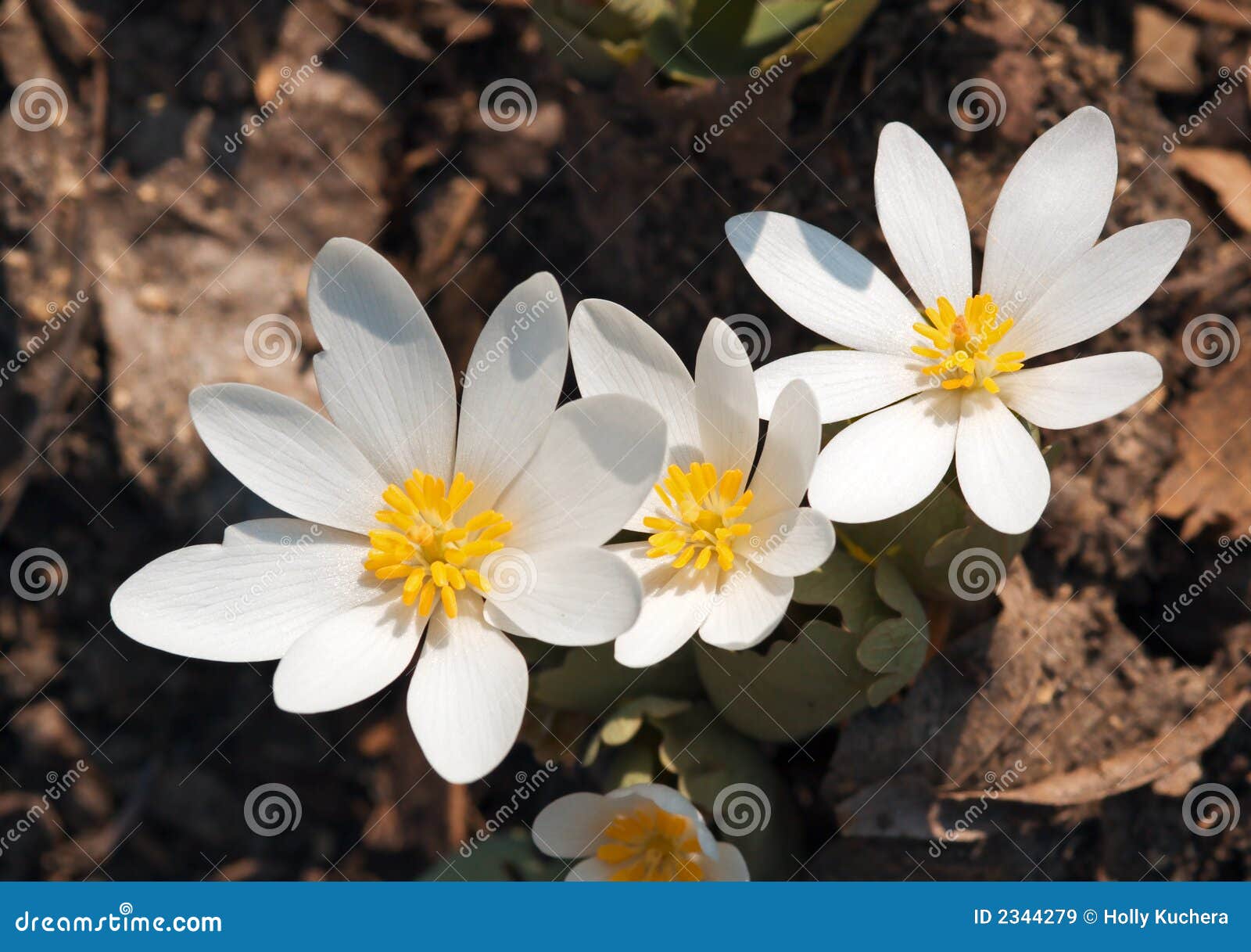 Bloodroot Patch stock image. Image of bloodroot, grow - 2344279