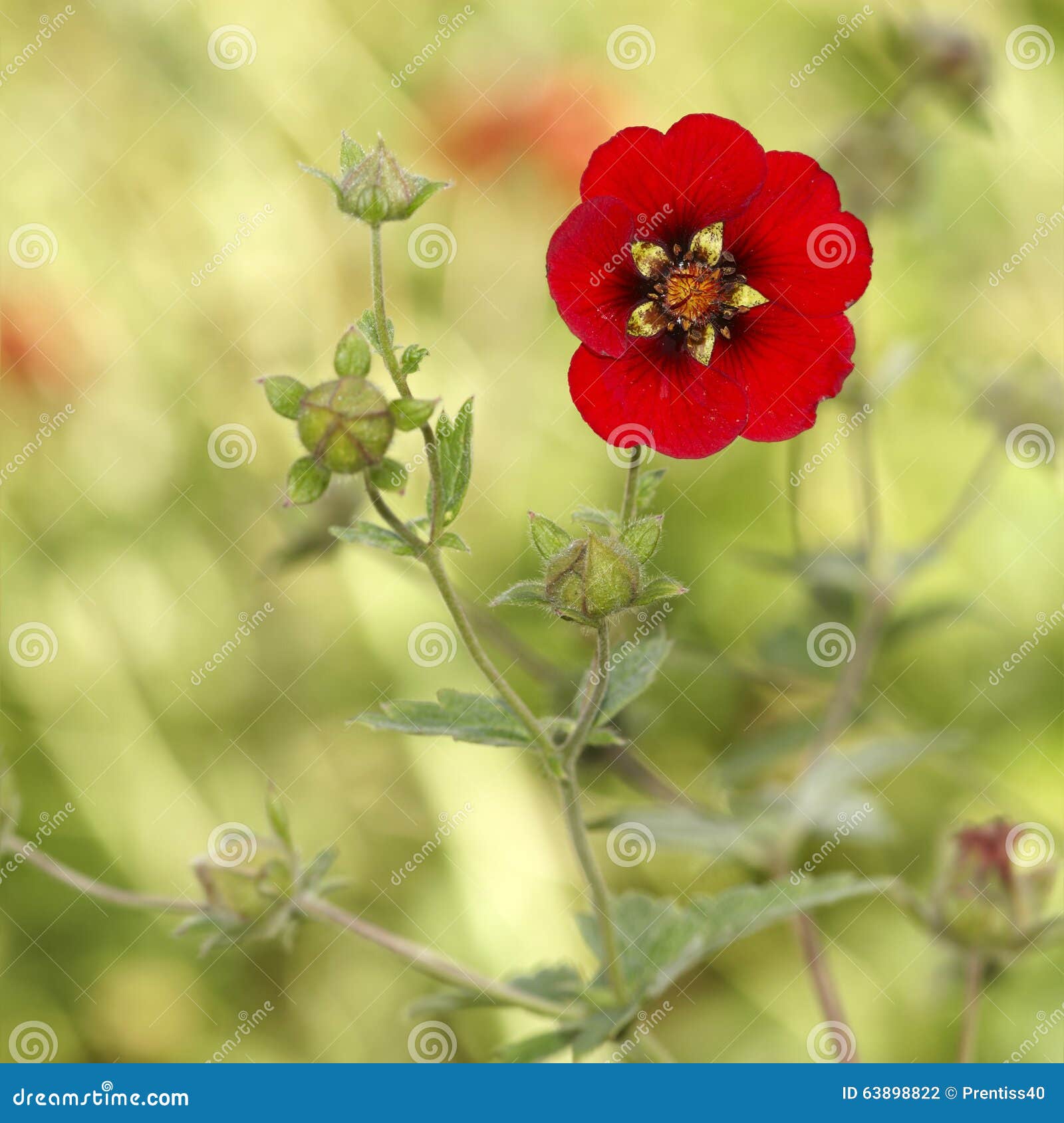Bloodroot stock photo. Image of nature, branch, leaves - 63898822