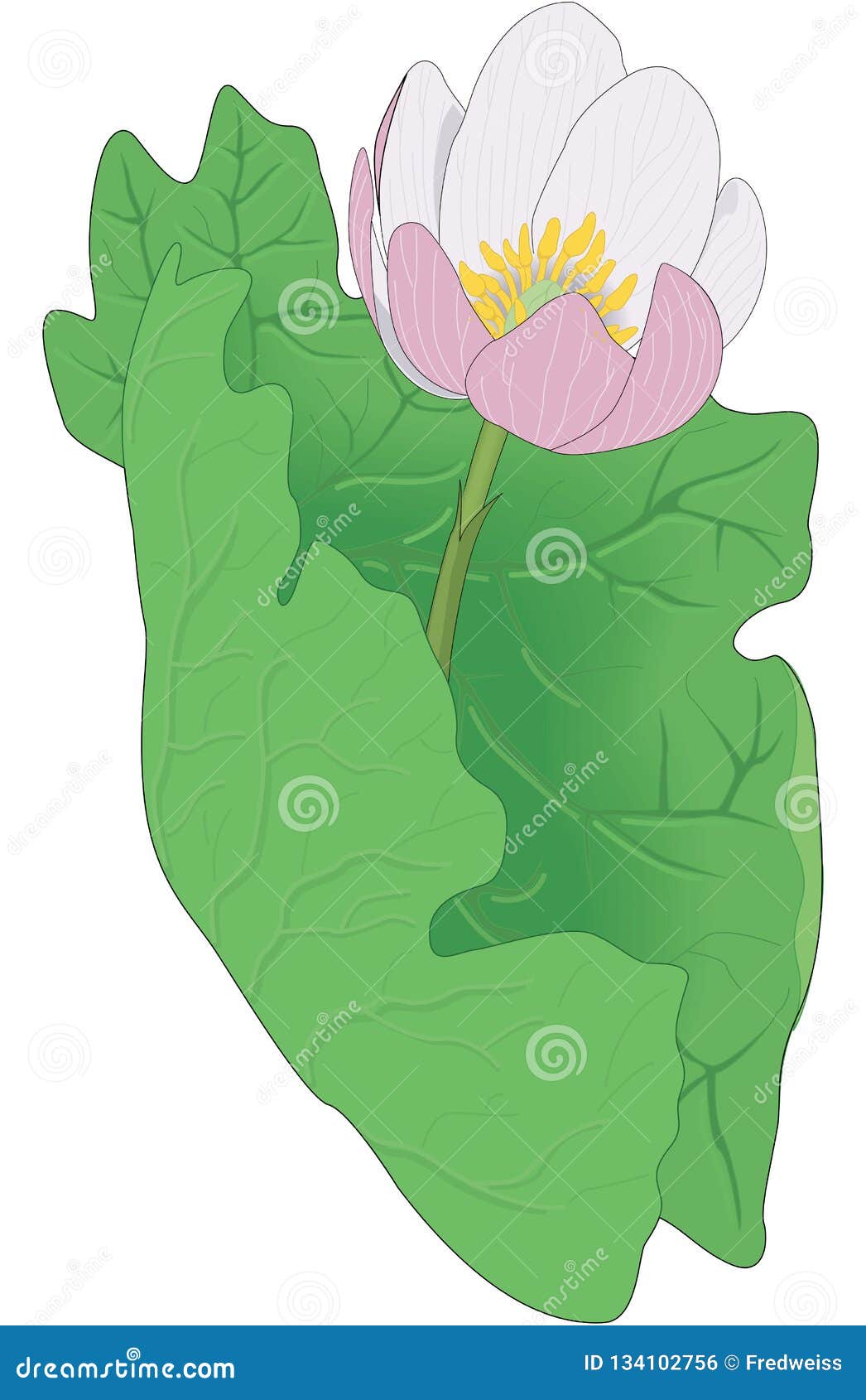 Bloodroot Stock Illustrations – 97 Bloodroot Stock Illustrations ...