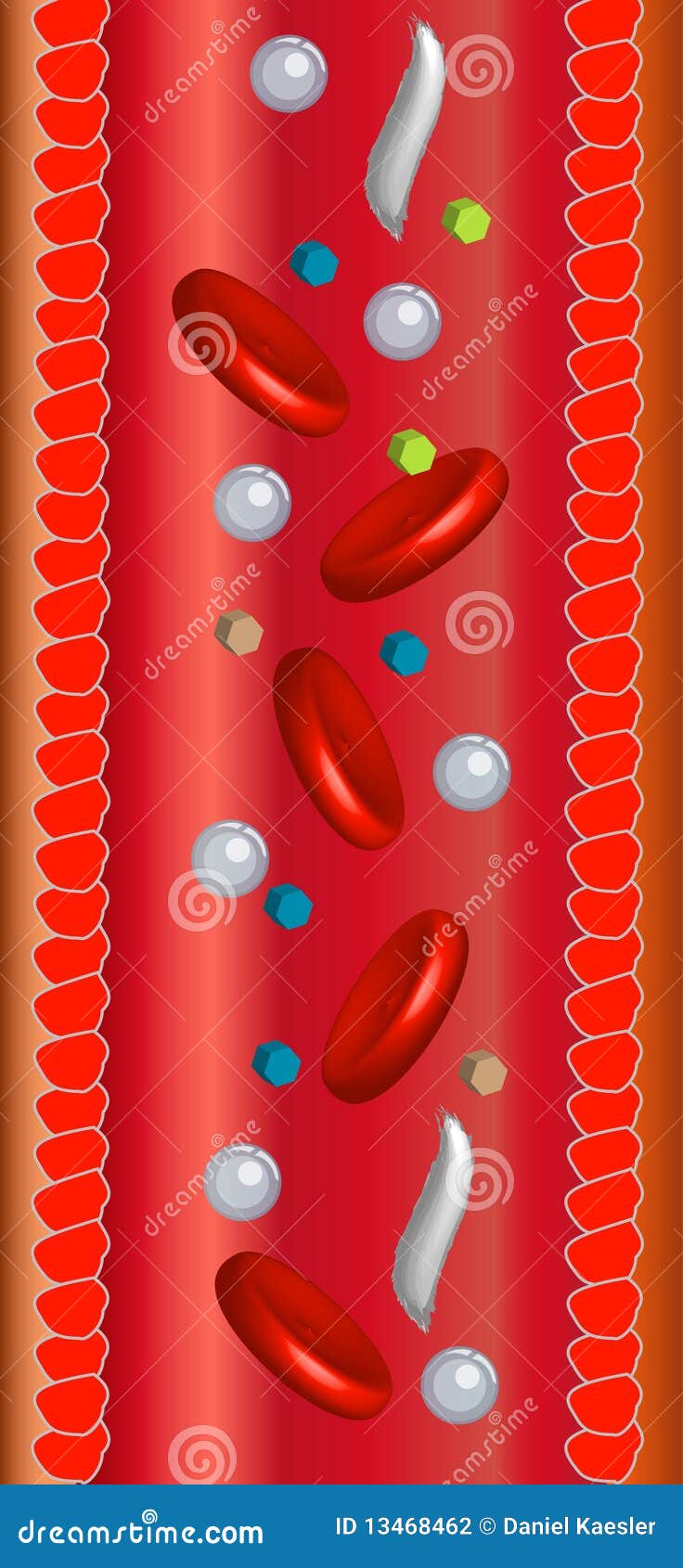 Bloodstream stock vector. Illustration of circulation - 13468462