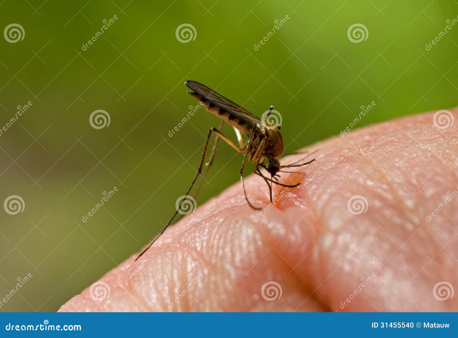 Bloodsucking Mosquito stock photo. Image of nature, parasitic - 31455540