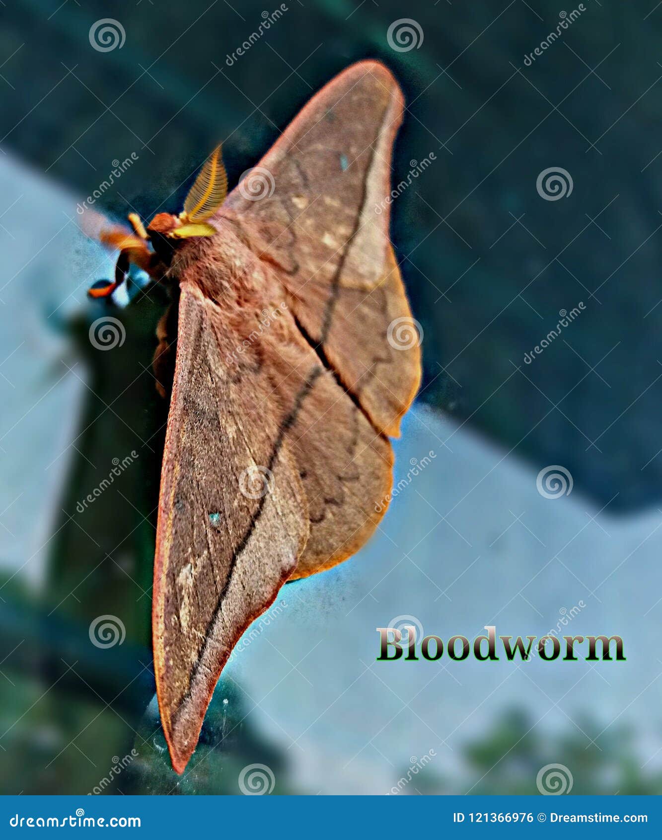 Bloodworm stockfoto. Bild von bloodworm, fotographie - 121366976