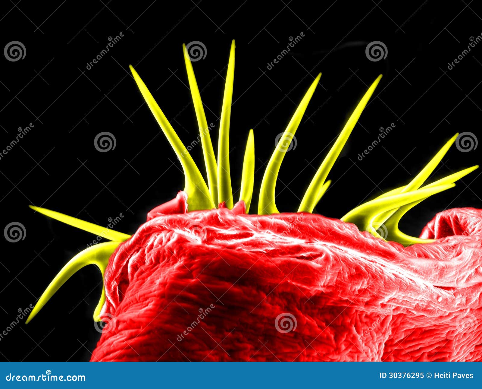Bloodworm stock image. Image of plumosus, nonbiting, insect - 30376295
