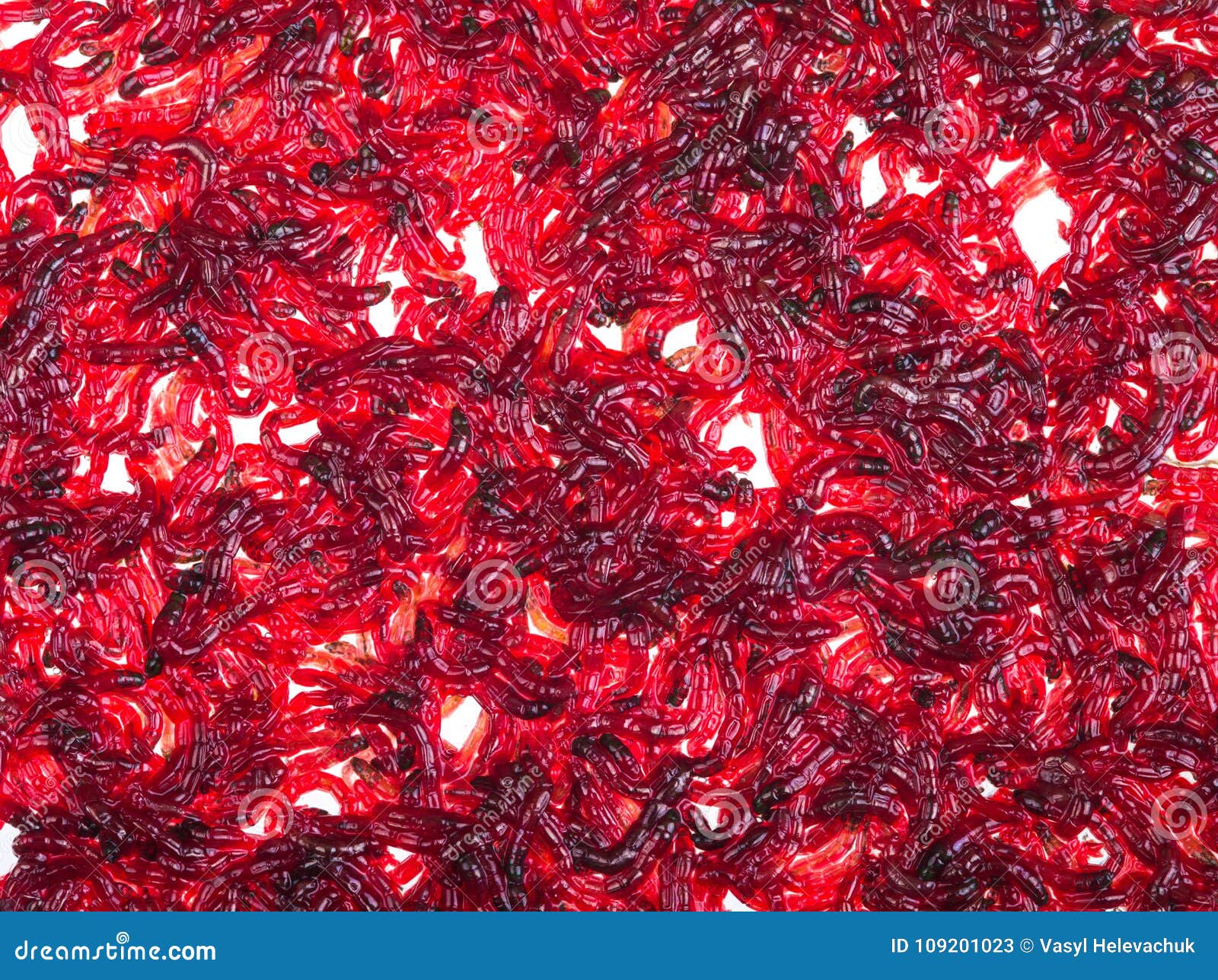 Bloodworm stock image. Image of bait, fresh, mosquito - 109201023