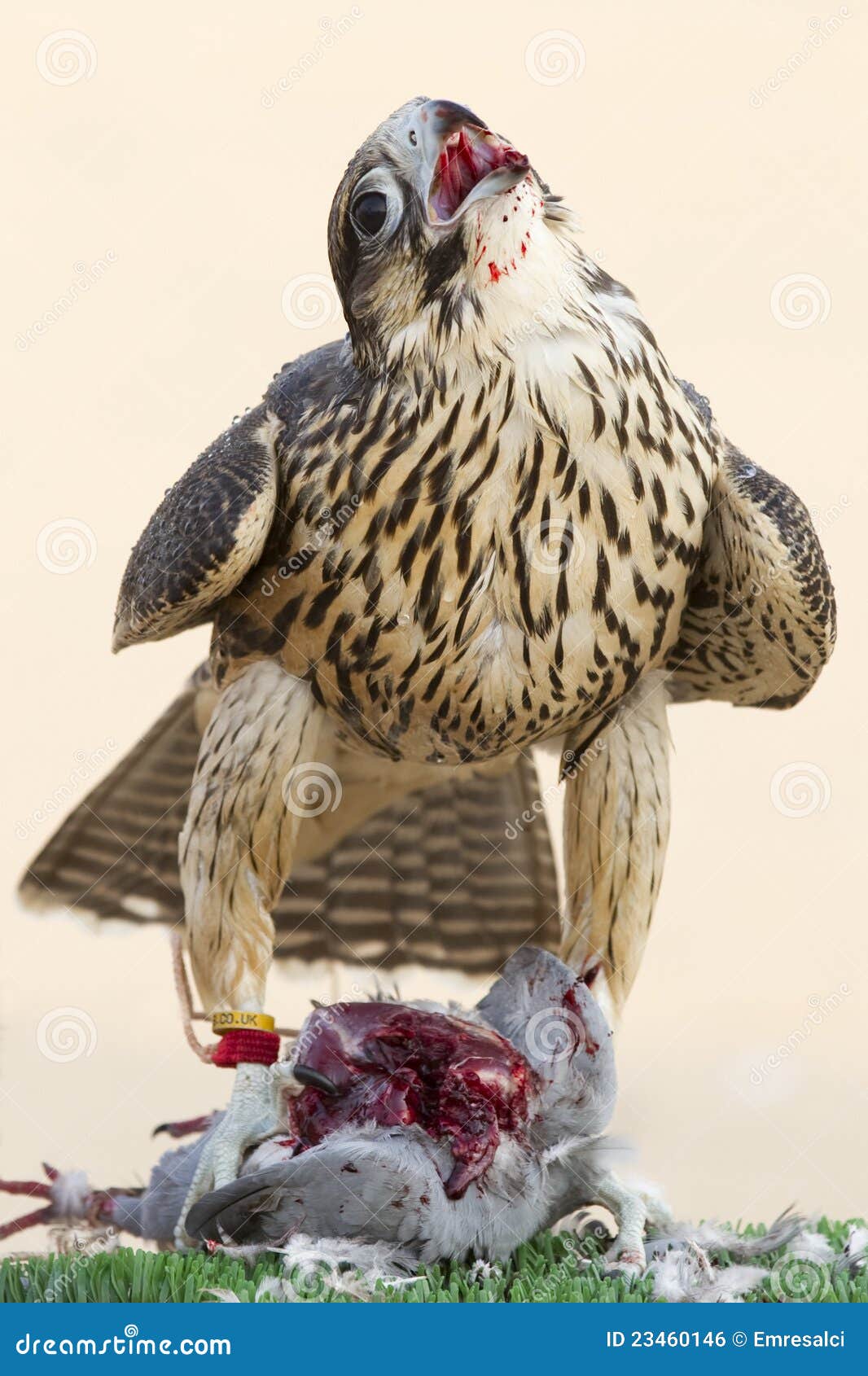 Bloody Falcon stock photo. Image of bird, looking, falconry - 23460146