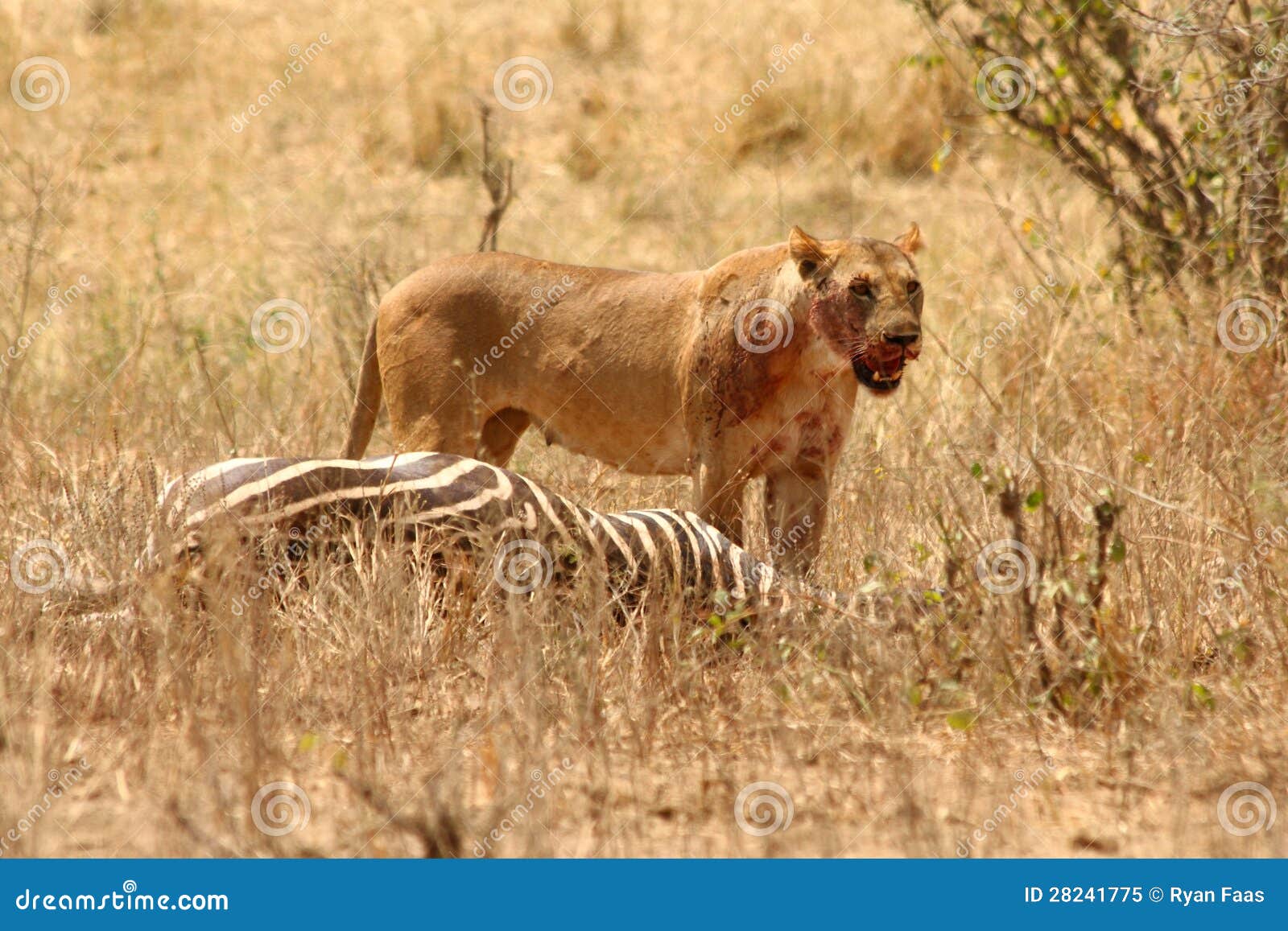 Bloody Lioness Stands Over Zebra Kill Stock Image - Image of killed ...