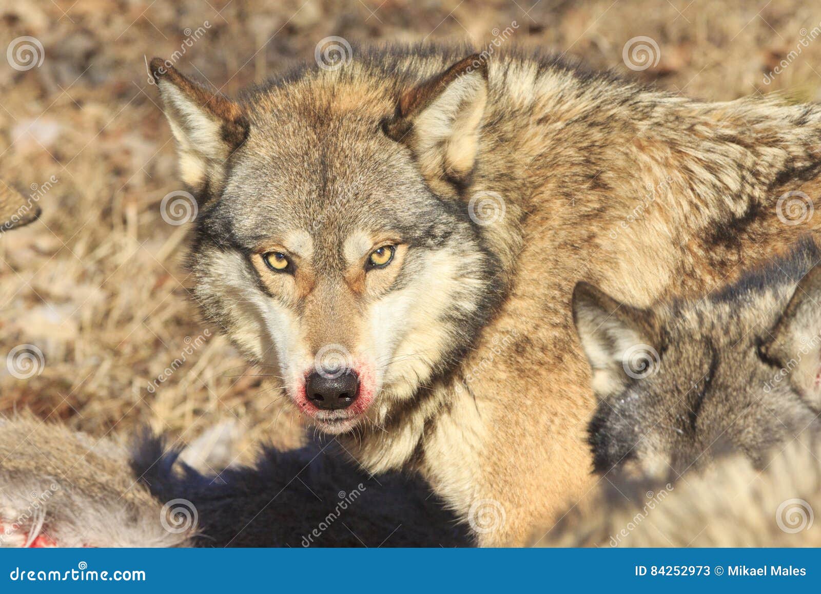 Bloody mane of wolf stock image. Image of jaws, carnivore - 84252973