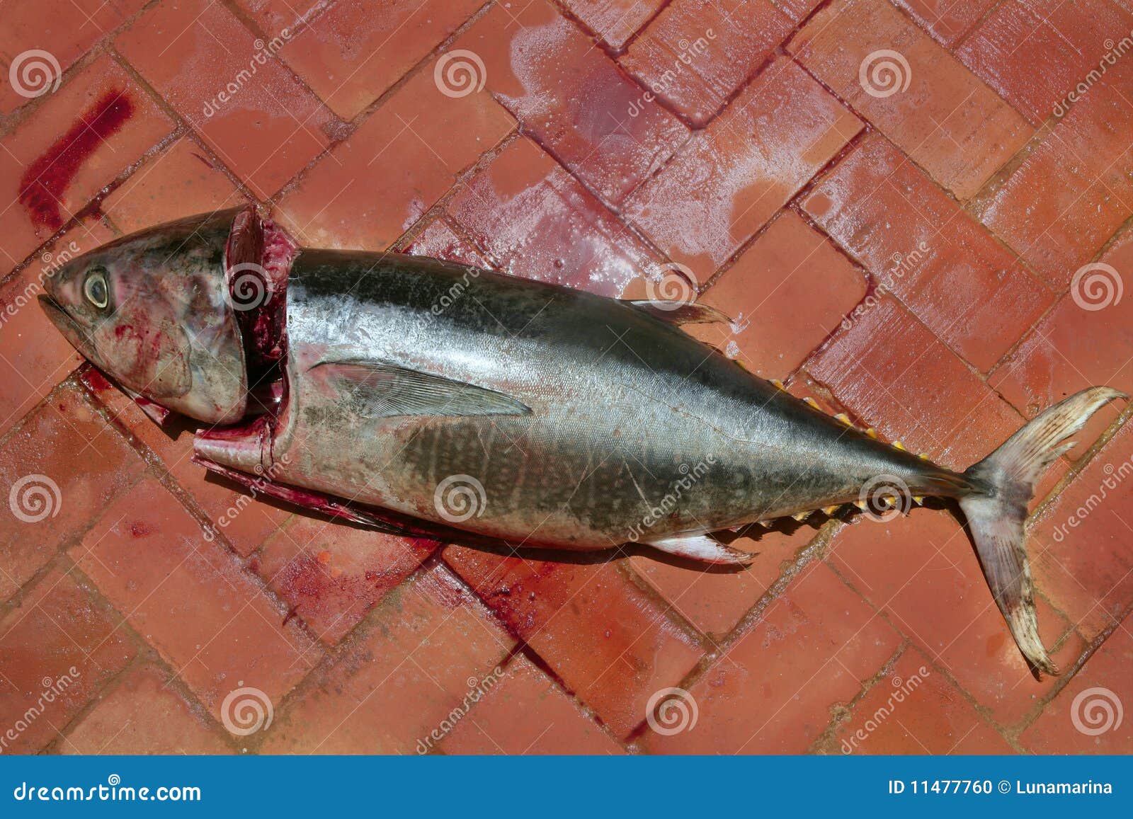 Bloody Mediterranean Tuna Fish Preparation Stock Photo - Image: 11477760