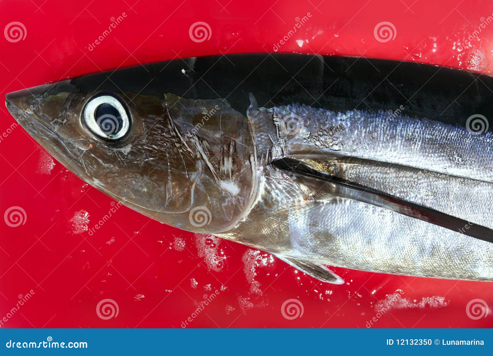 Bloody Mediterranean Tuna Fish Preparation Stock Photo - Image of ...