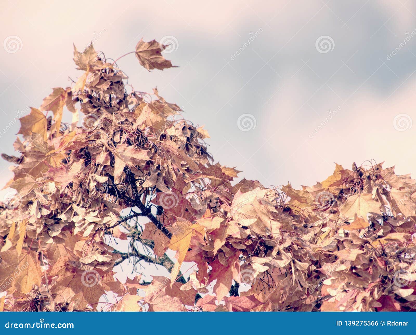 Bloody Red Fall Maple Leafs on Illuminated Background Stock Photo ...