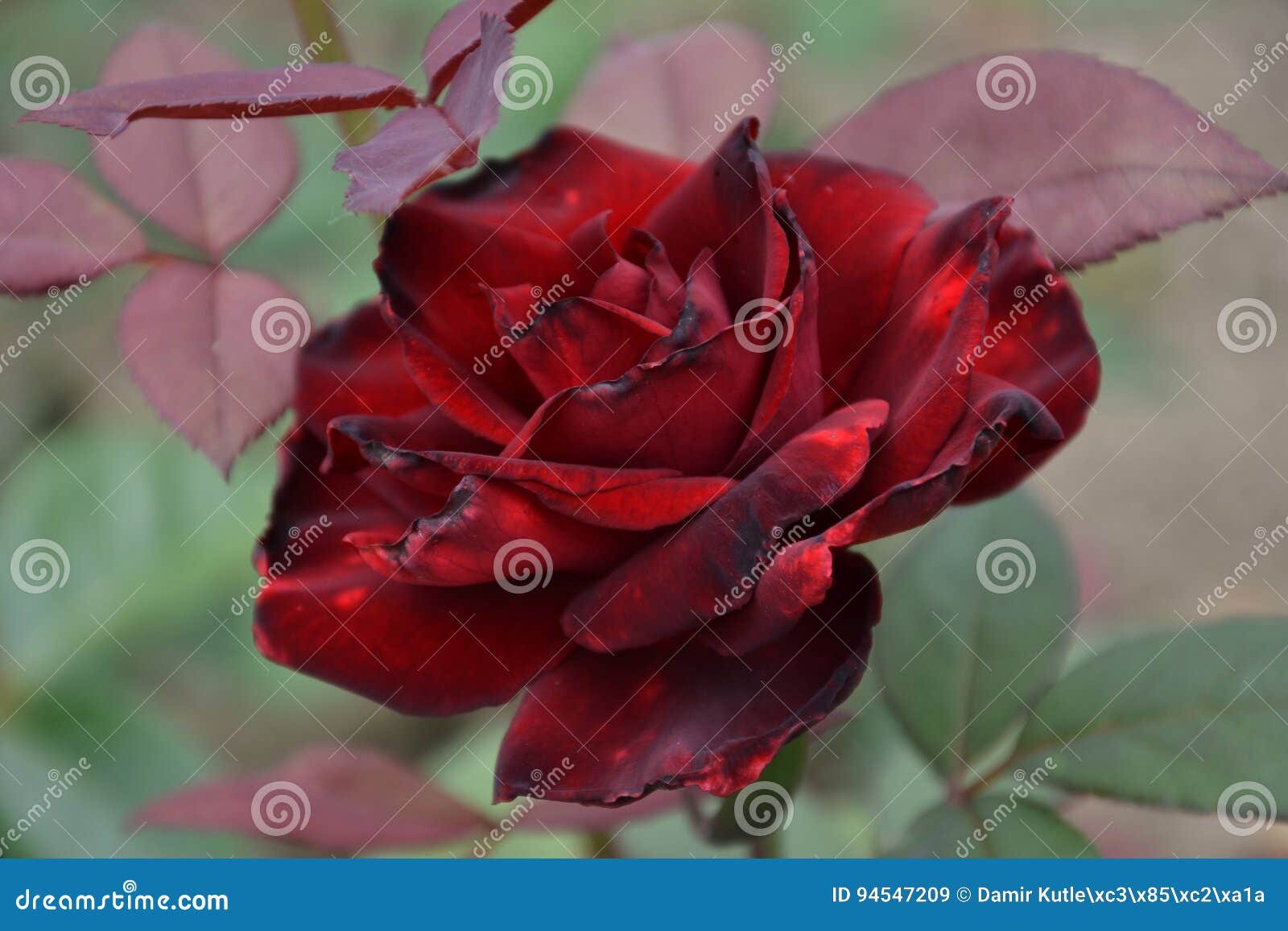 Bloody red rose stock image. Image of detail, floral - 94547209