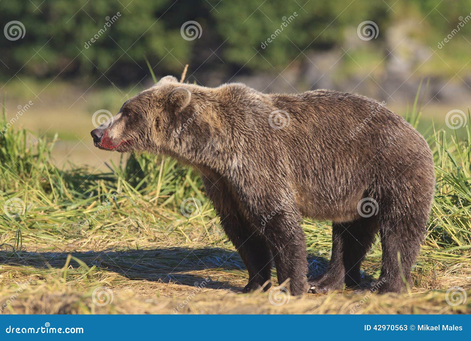 Bloody Snout on Brown Bear stock image. Image of mock - 42970563