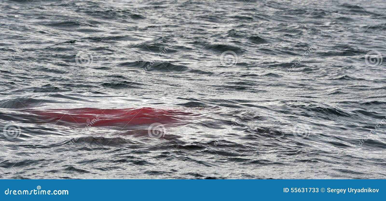 Bloody Spot on an Ocean Surface after Attack of a Shark. Stock Image ...
