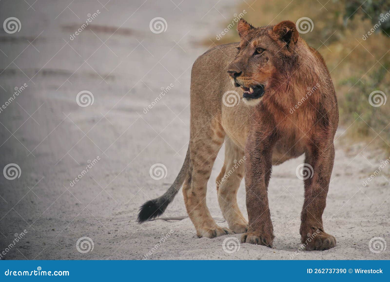 Bloody Young Male Lion after a Kill Stock Photo - Image of park, kenya ...