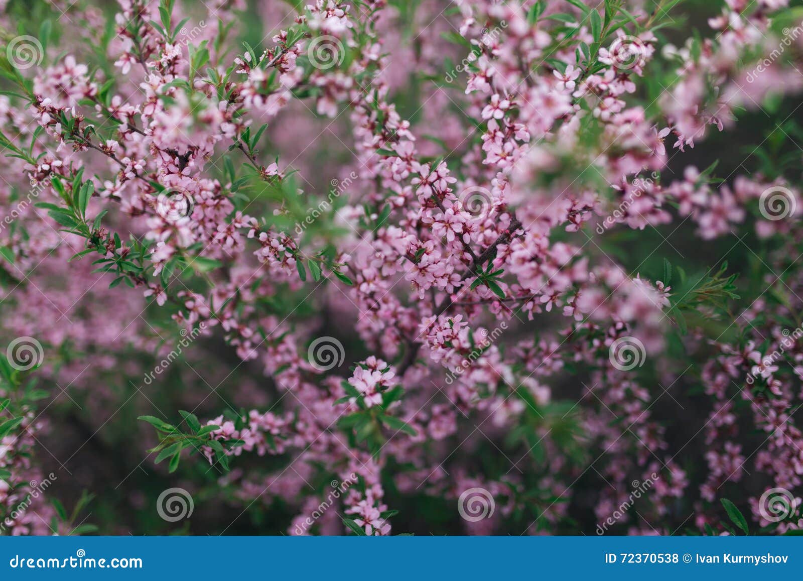 Bloom of Almond Nut on Green Bush Stock Photo - Image of green, flower ...