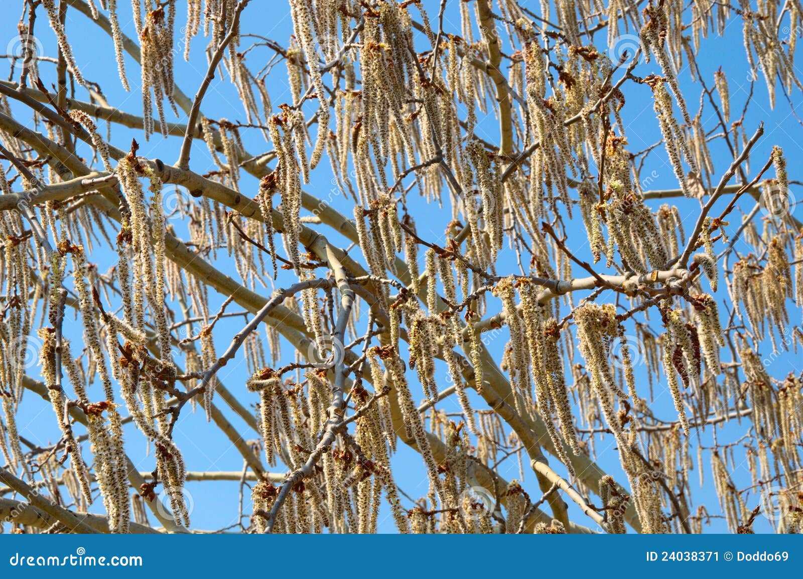 Bloom aspen stock image. Image of background, spring - 24038371