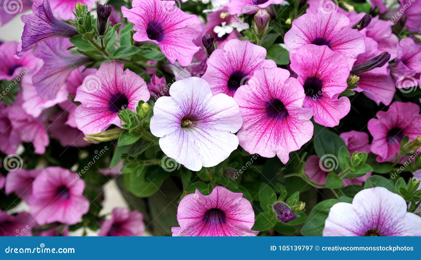 Bloom, Blooming, Blossom, Blossoming Picture. Image: 105139797