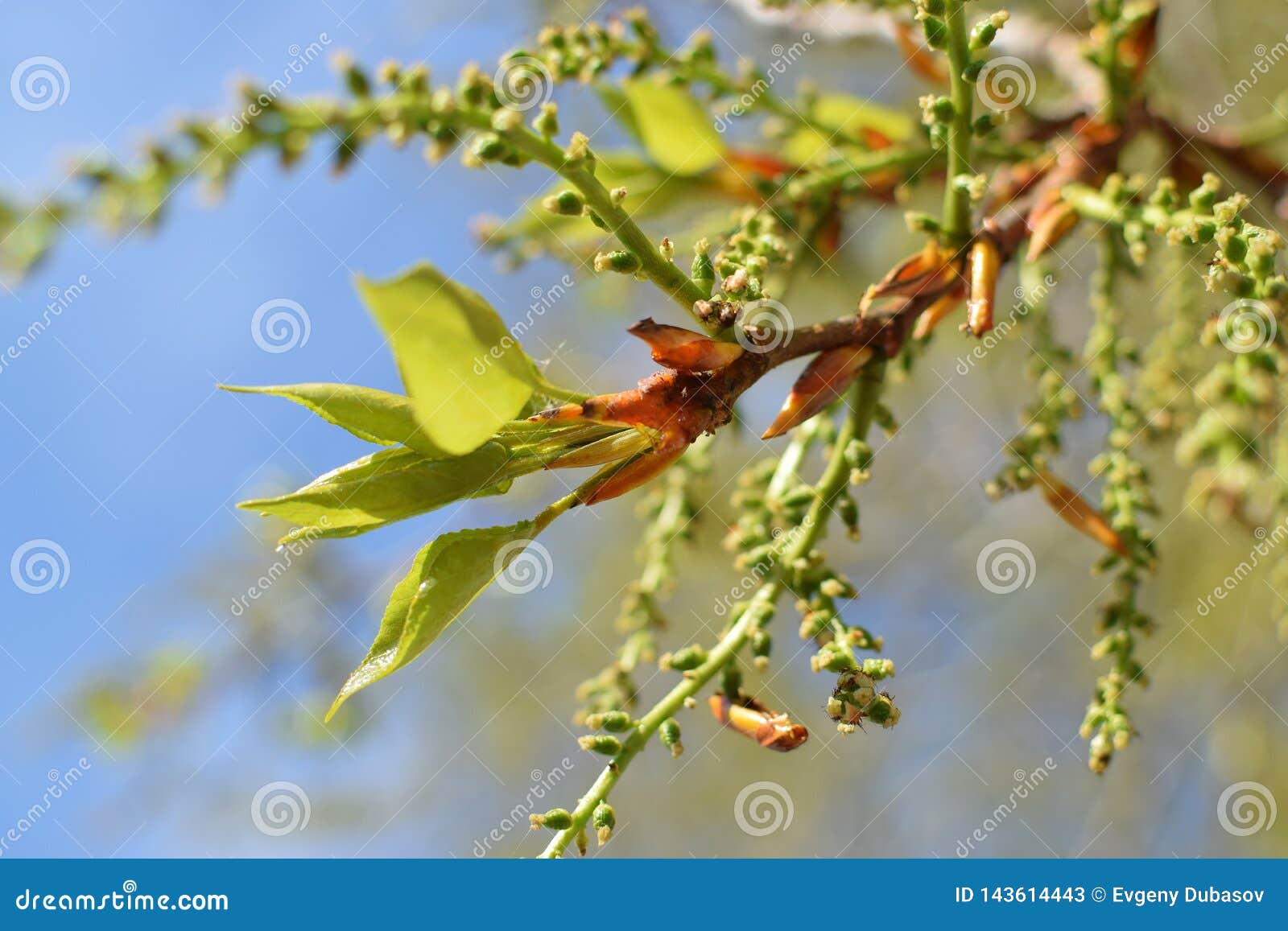 Bloom on Branch of Poplar with Buds at Summer Close-up Stock Image ...