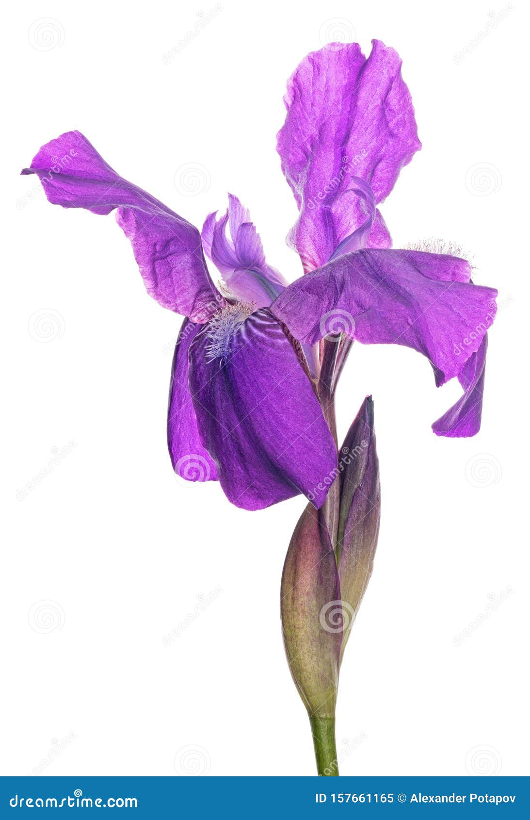 Bloom De Iris Morado Oscuro Sobre Blanco Imagen de archivo - Imagen de ...