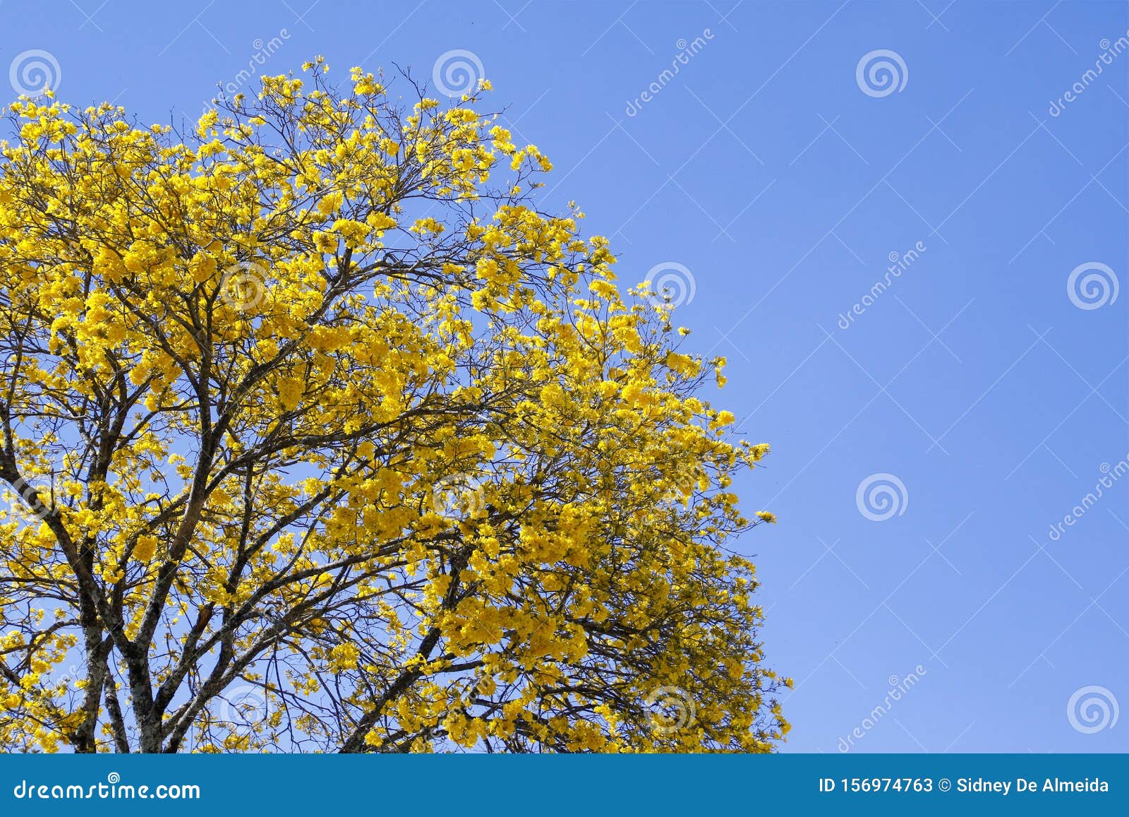 Bloom Detail Yellow Ipe with Blue Sky Stock Image - Image of ...