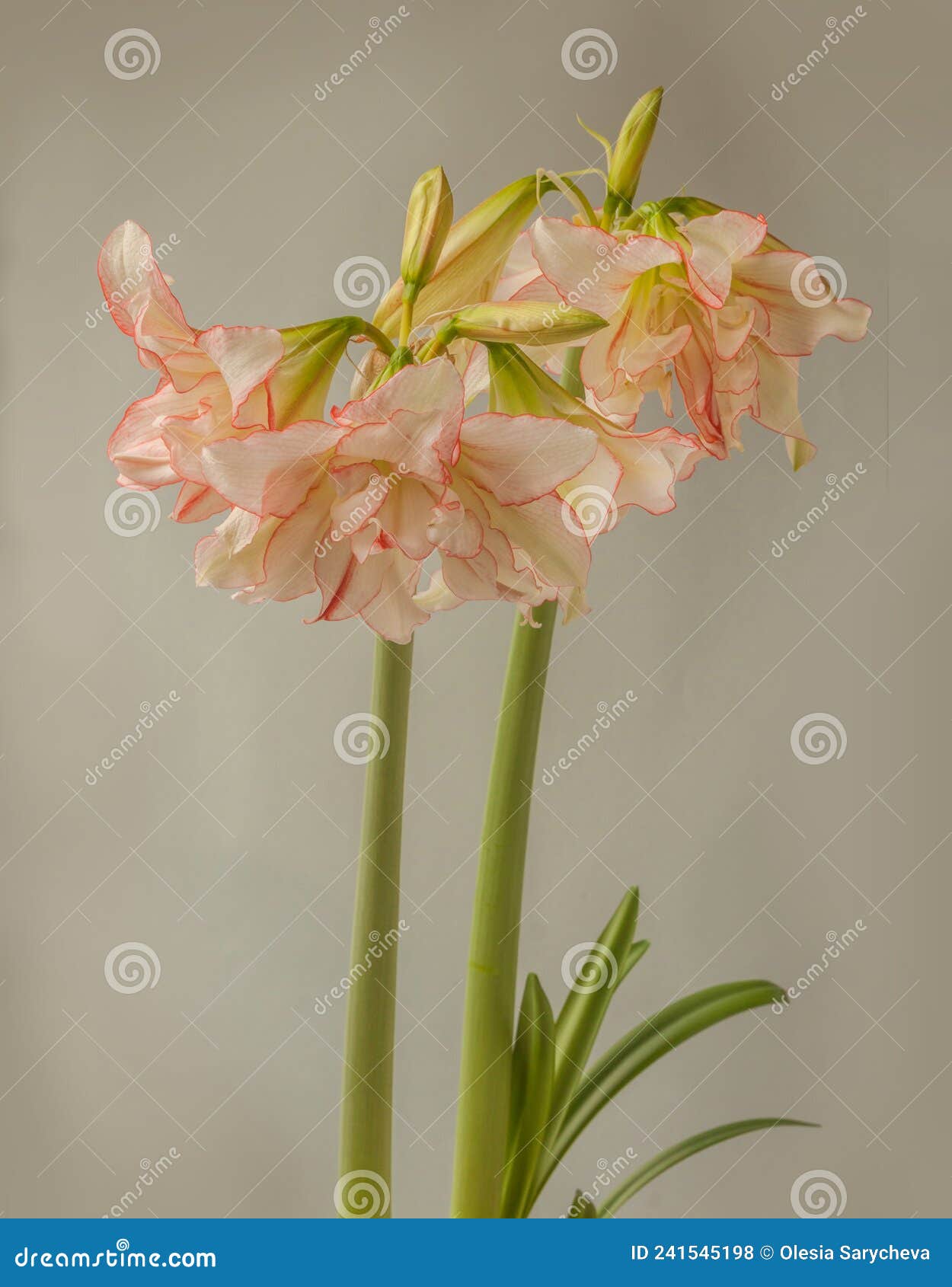 Bloom Double Amaryllis Hippeastrum Stock Photo - Image of beauty ...