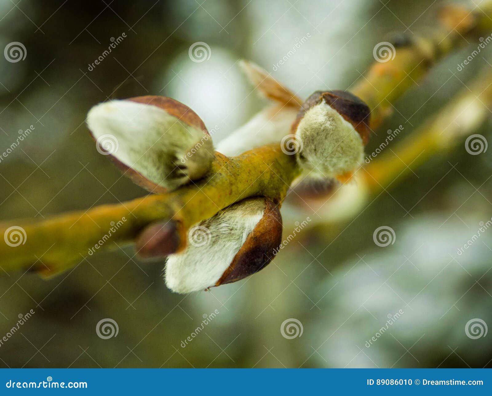 Bloom the First Buds of Spring Stock Photo - Image of snow, forest ...