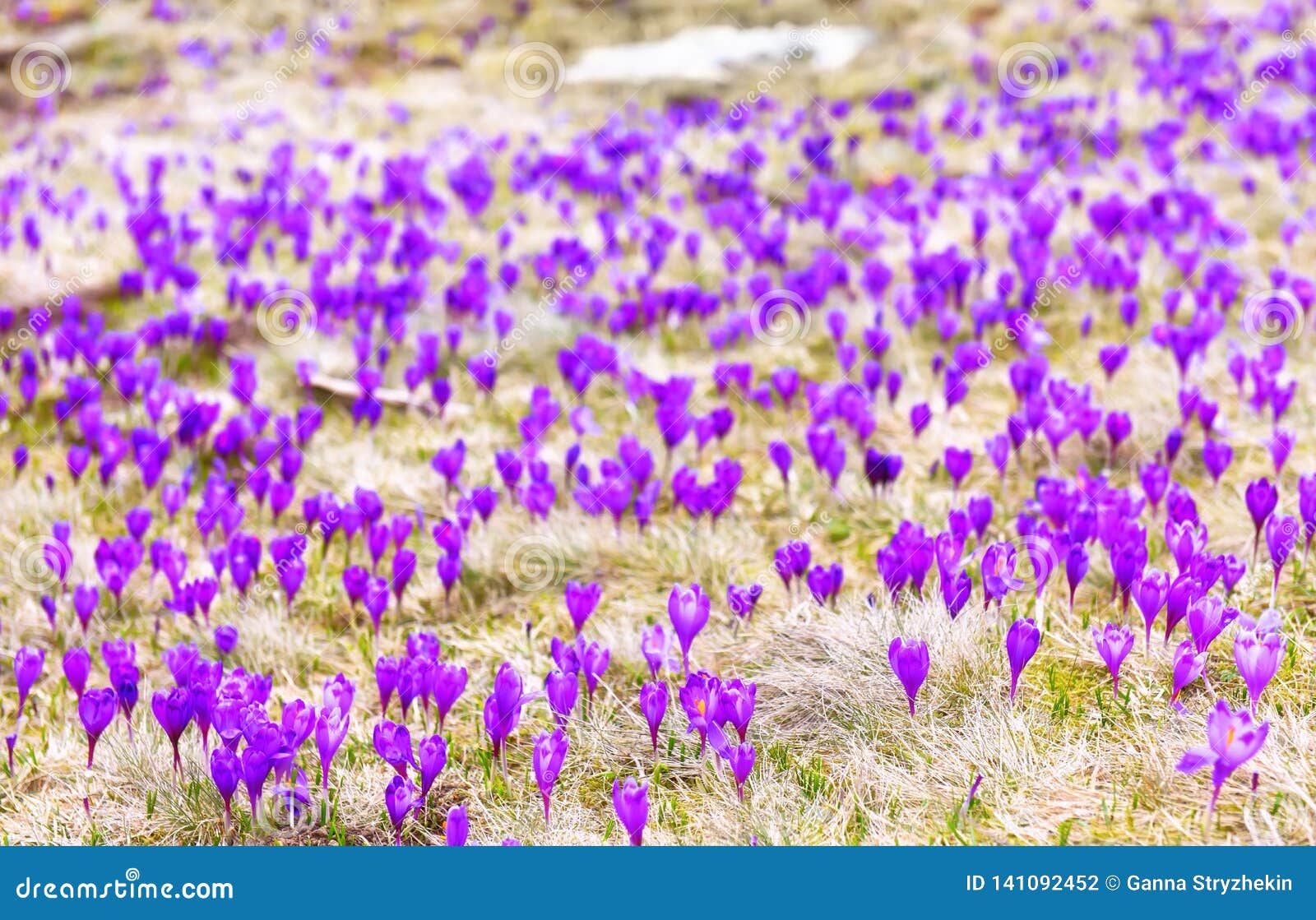 The Bloom of the First Spring Flowers of Saffron, Crocuses in the ...